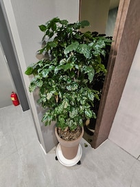 제이스에 있는 식물은 모두가 하나같이 이 추운 겨울에도 생기가 넘쳐요 >_<