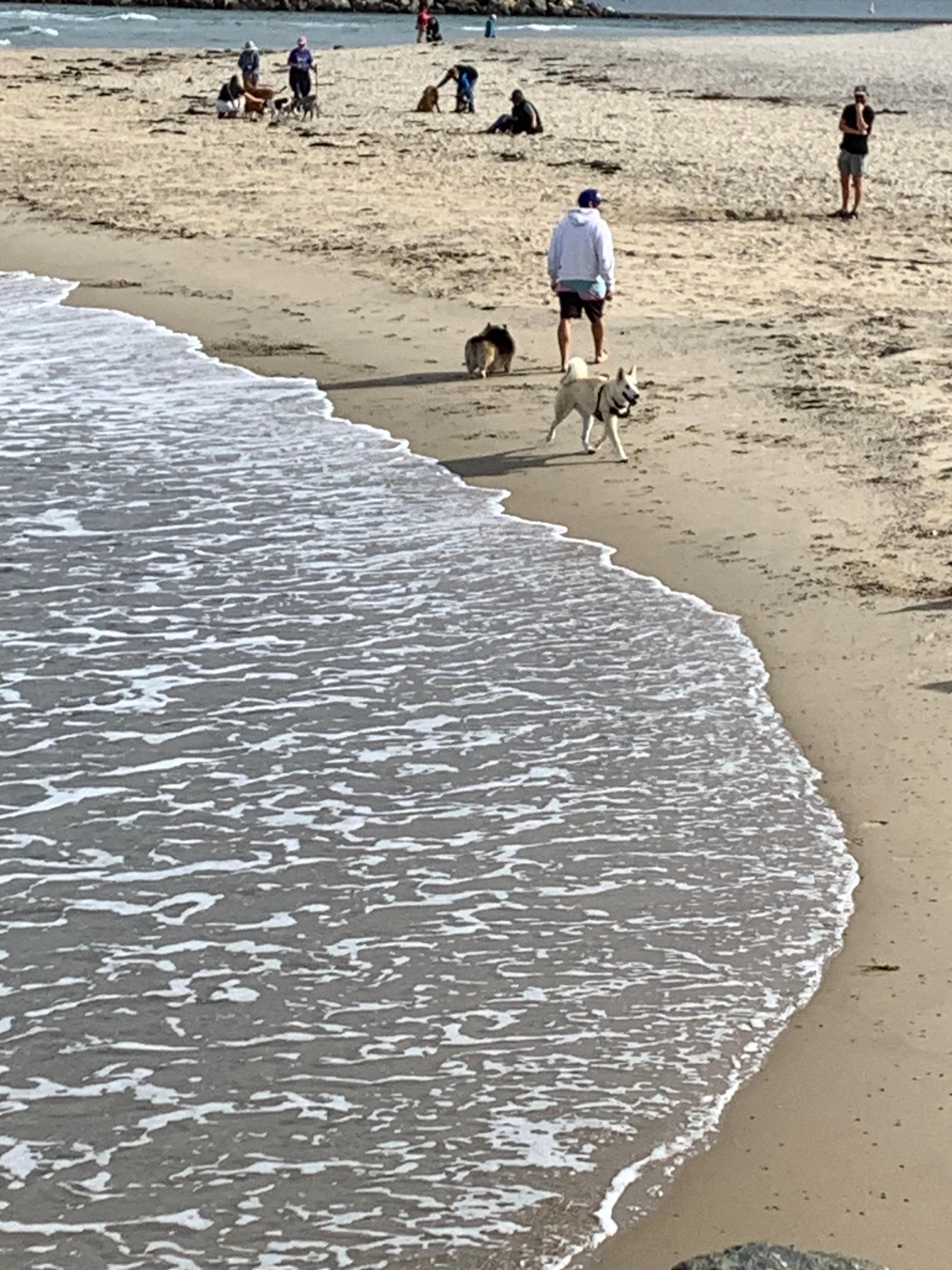 Ocean beach (dog friendly) only steps away. 