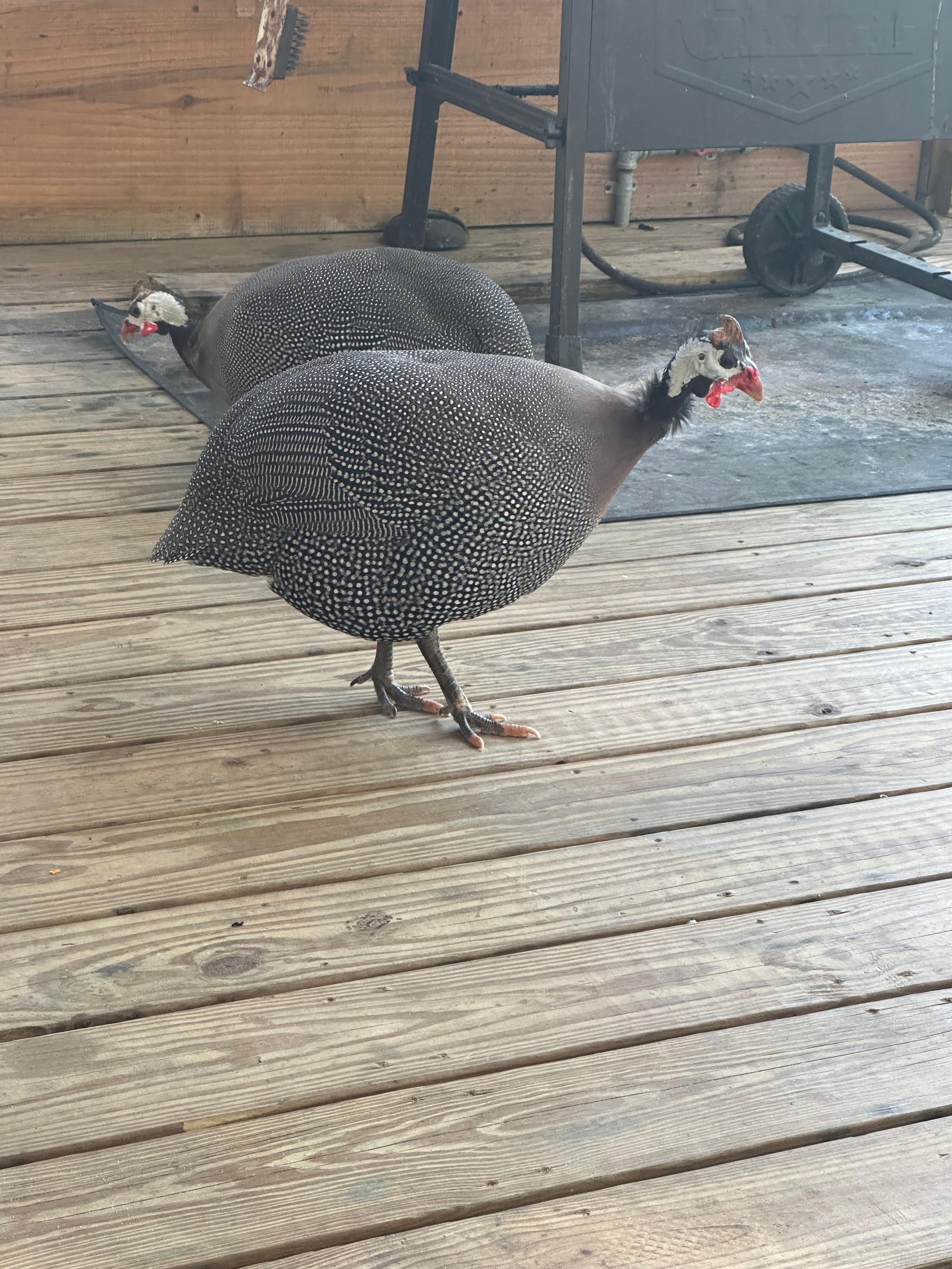 You better like chickens and guinea cause they’re everywhere and not scared of you