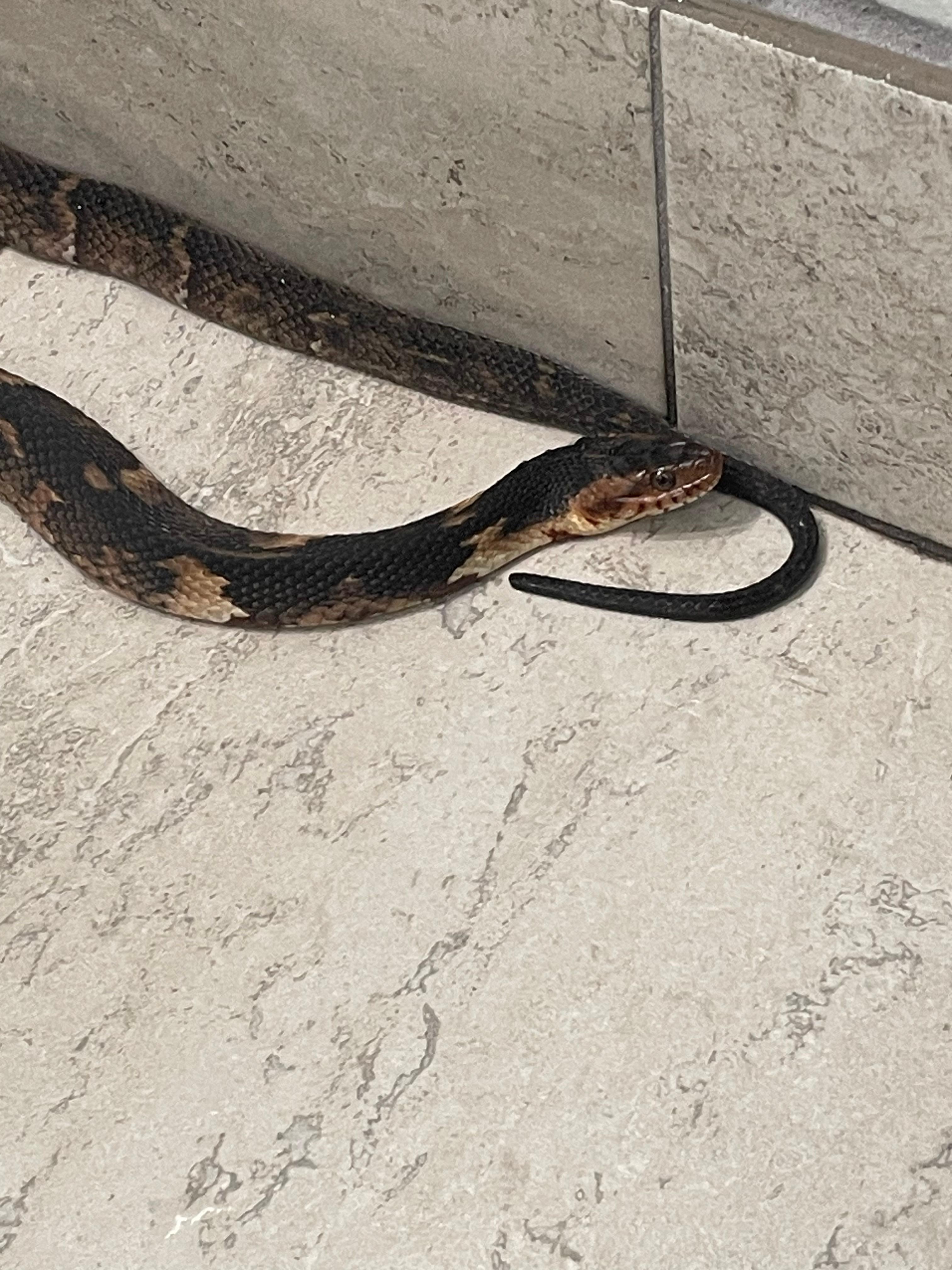 I don’t know what kind of snake this was. 