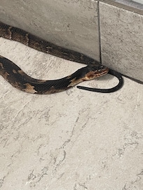 I don’t know what kind of snake this was.