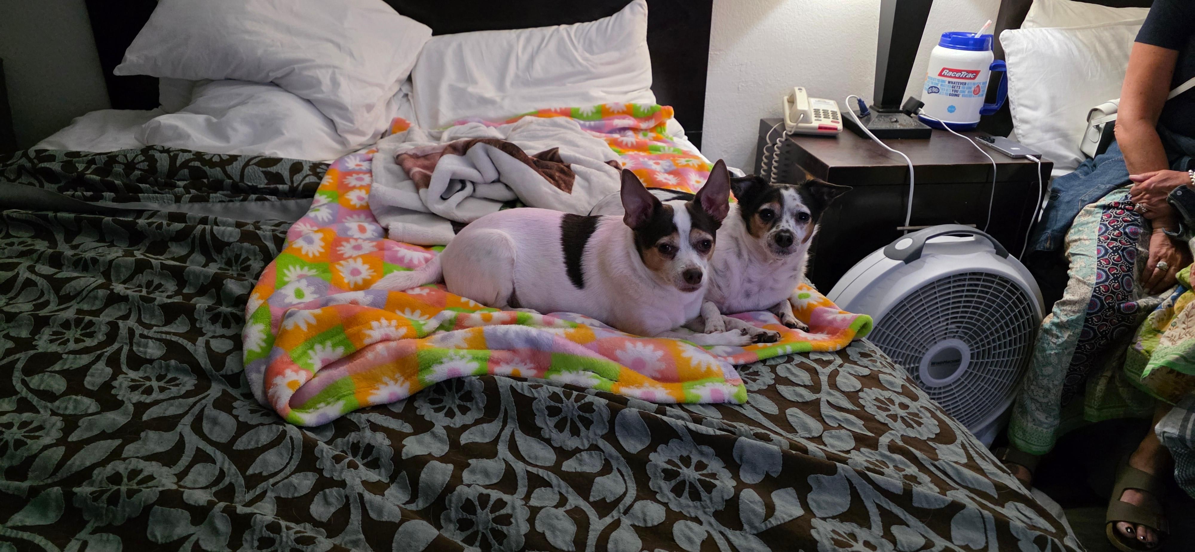 And dogs are welcome in specific rooms for a $30/dog additional fee.