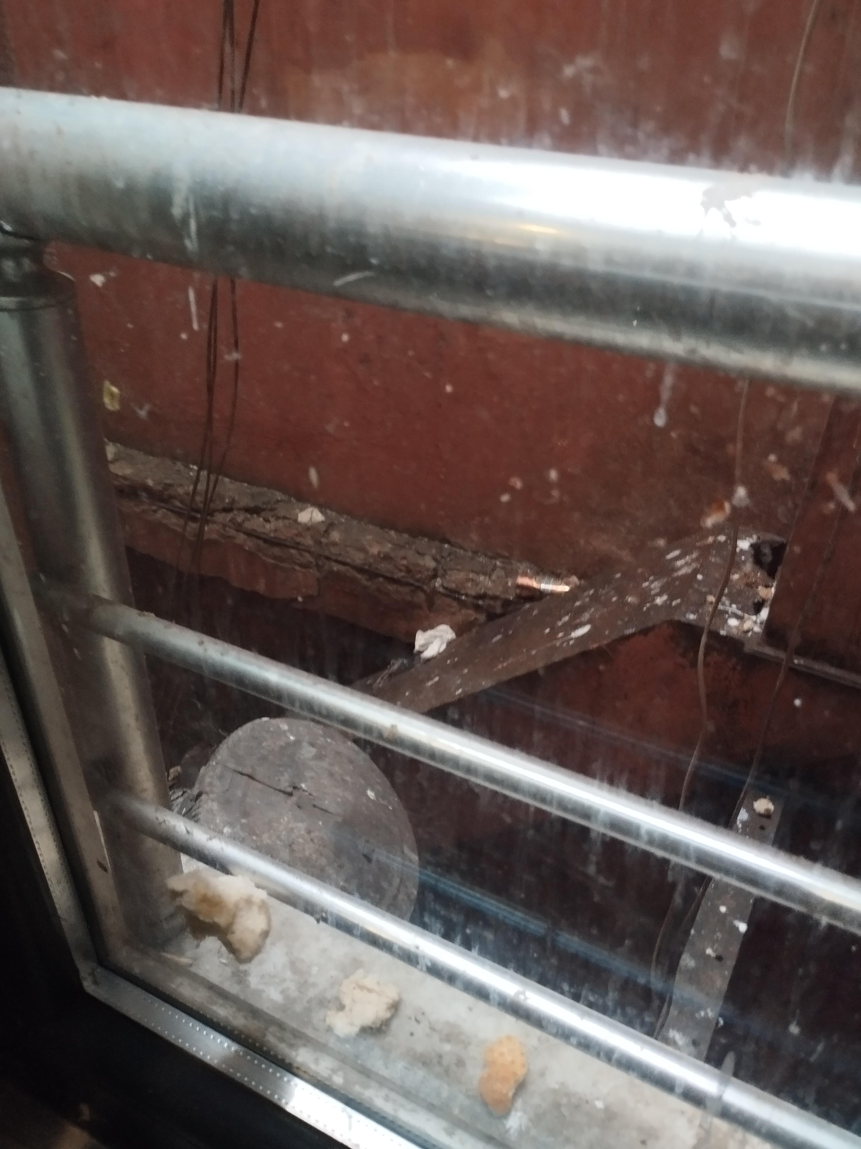 Fientes d'oiseaux qui chantent dès 7h du matin 