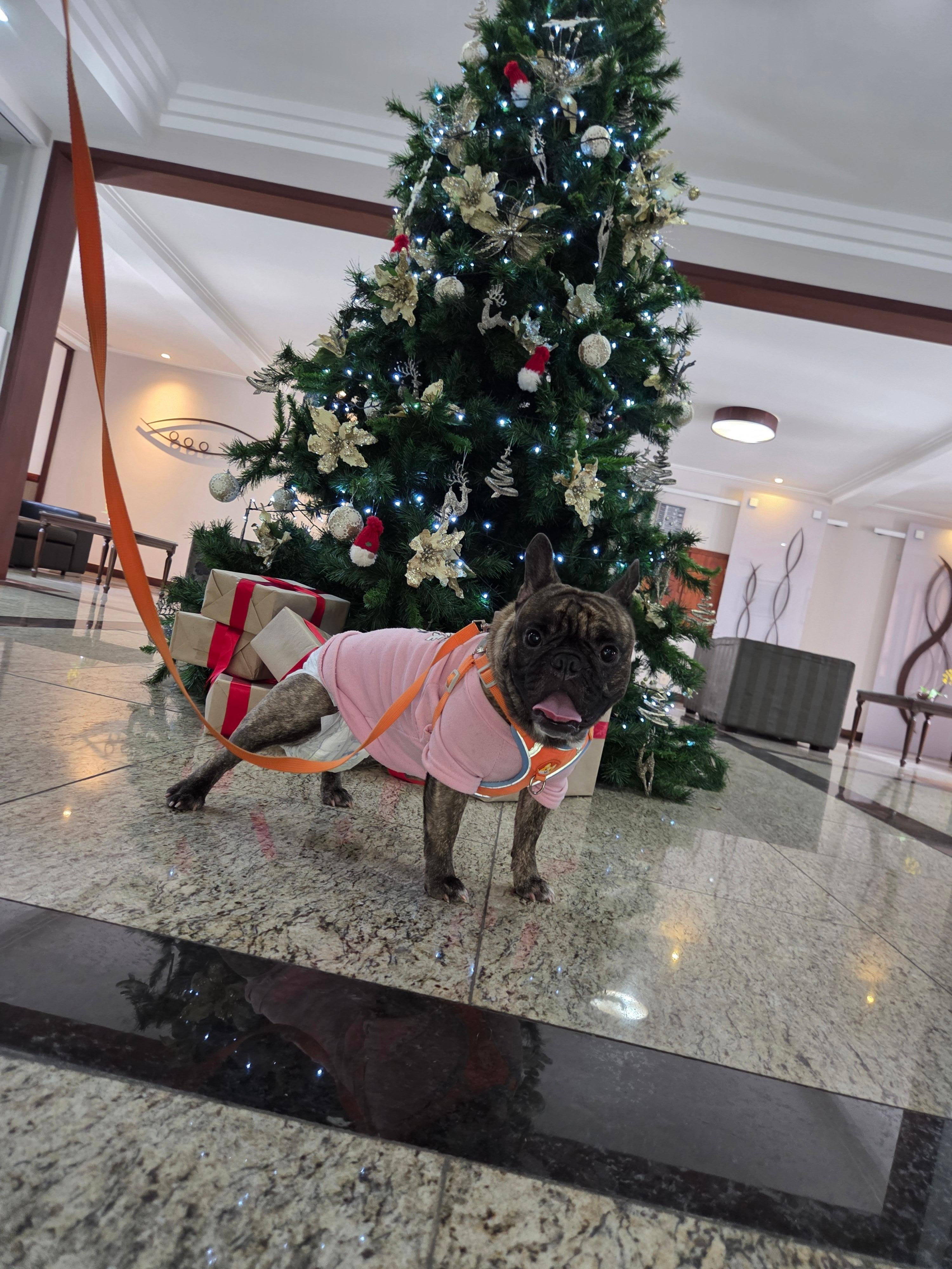 Árvore da recepção 