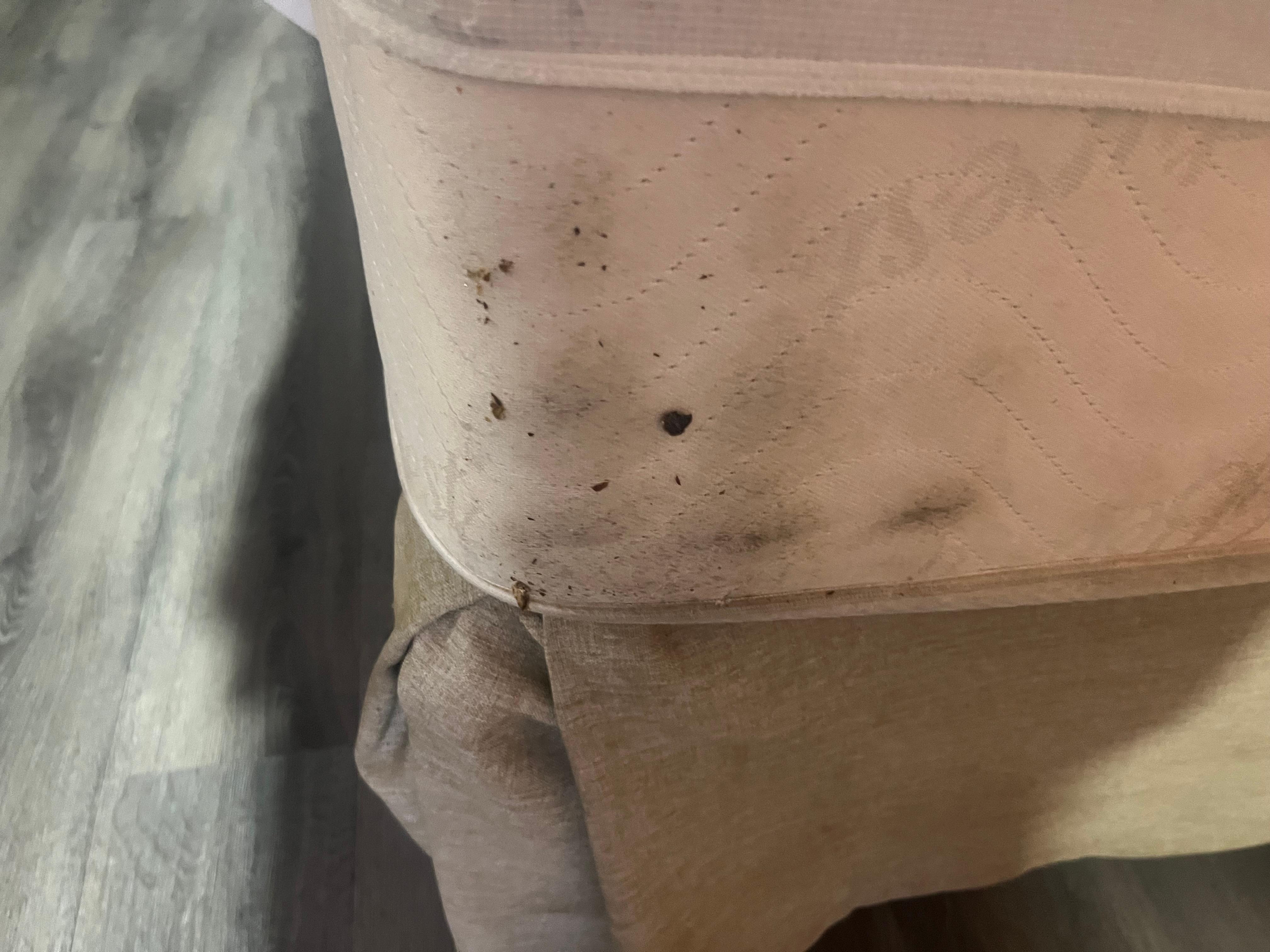 Bed bug nest