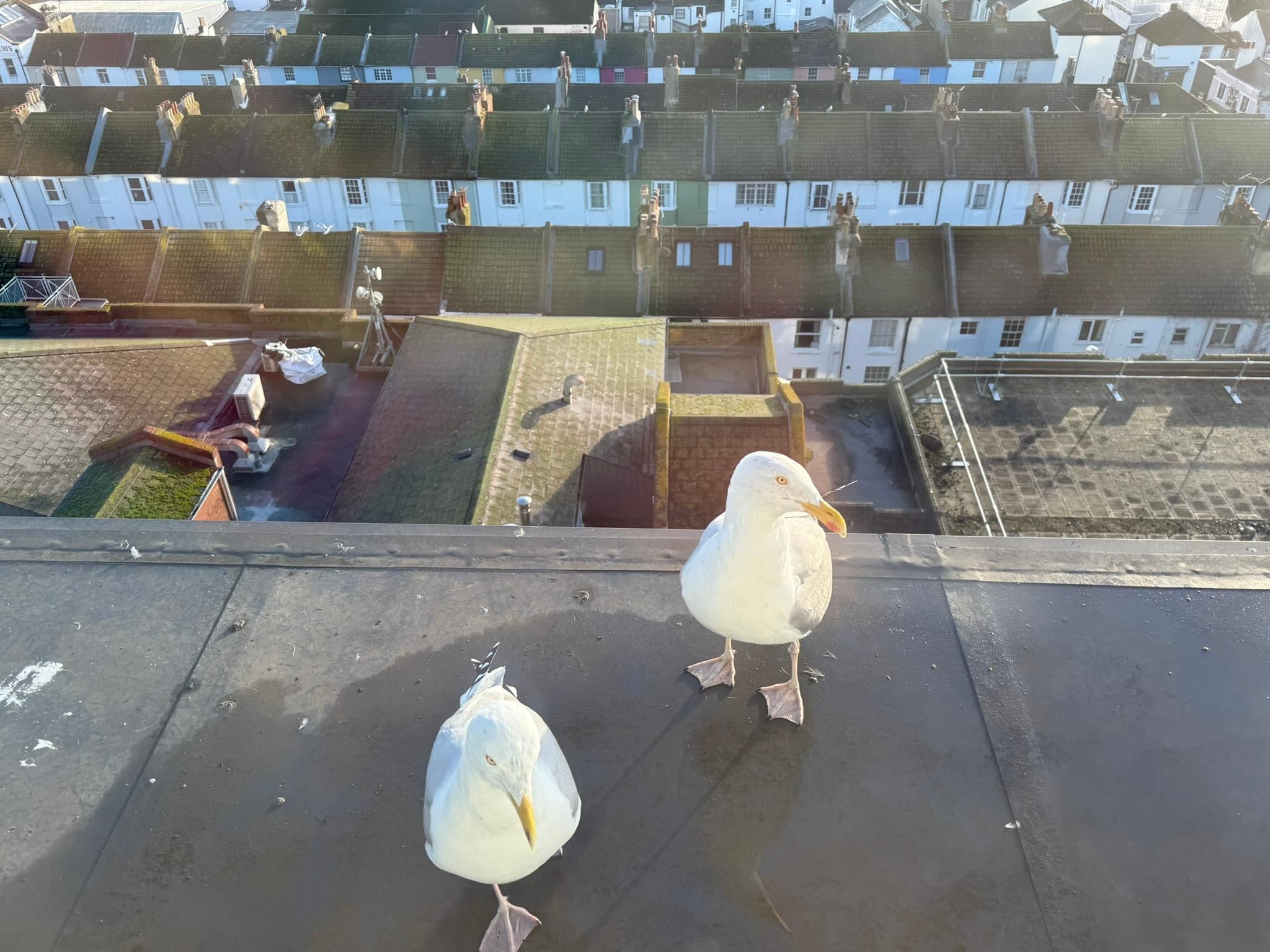 Visitors outside our window.