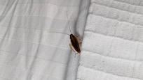 German cockroach in my bed upon arrival