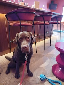 Our dog chilling in the bar.
