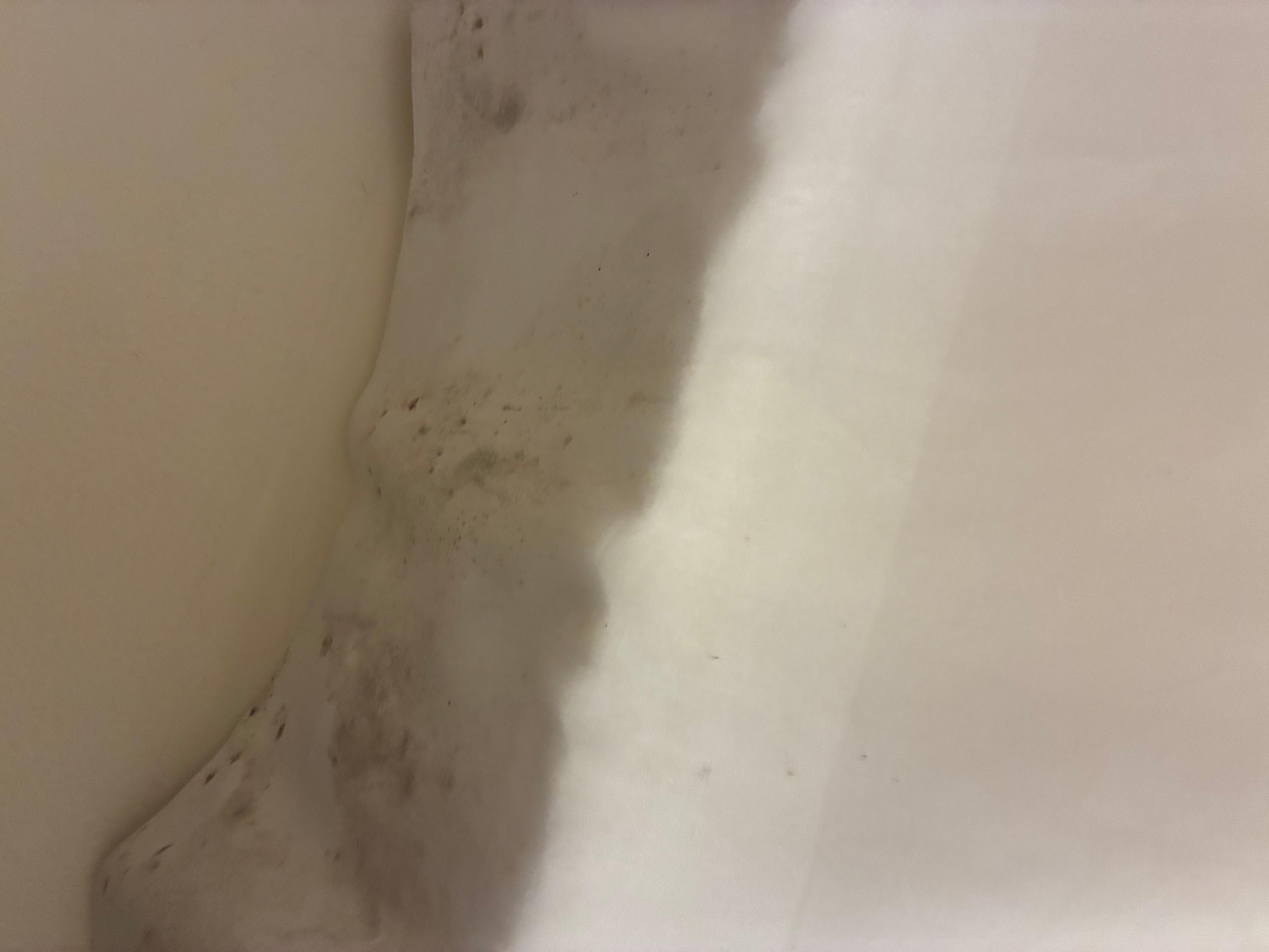 Mold on bottom of shower curtain 
