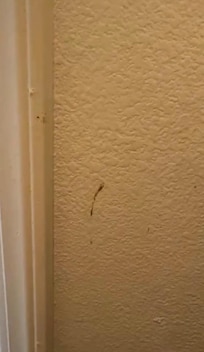 God knows what that is on the wall next to the toilet that's broken.