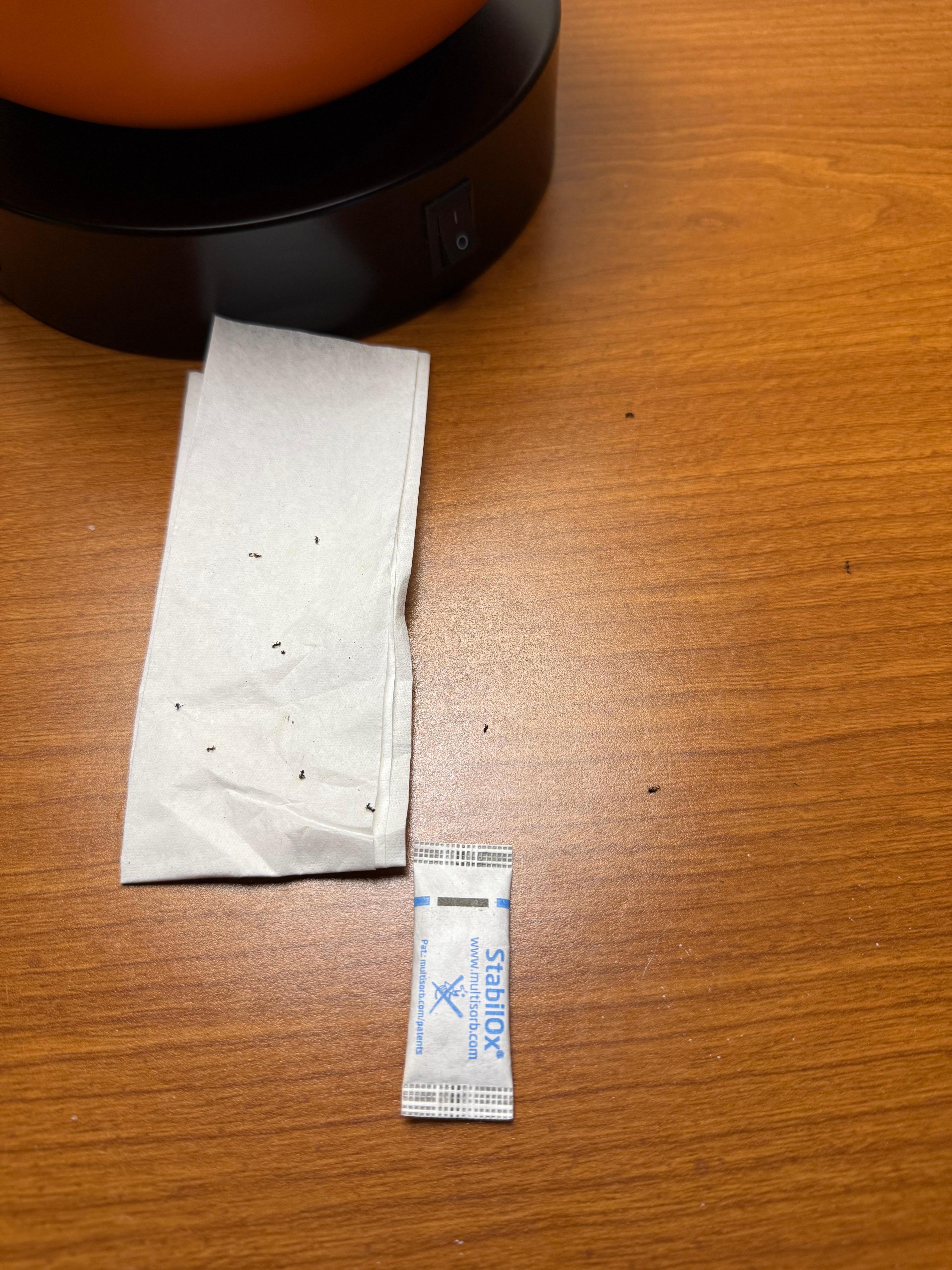 This is the photo of dead ants that we killed.