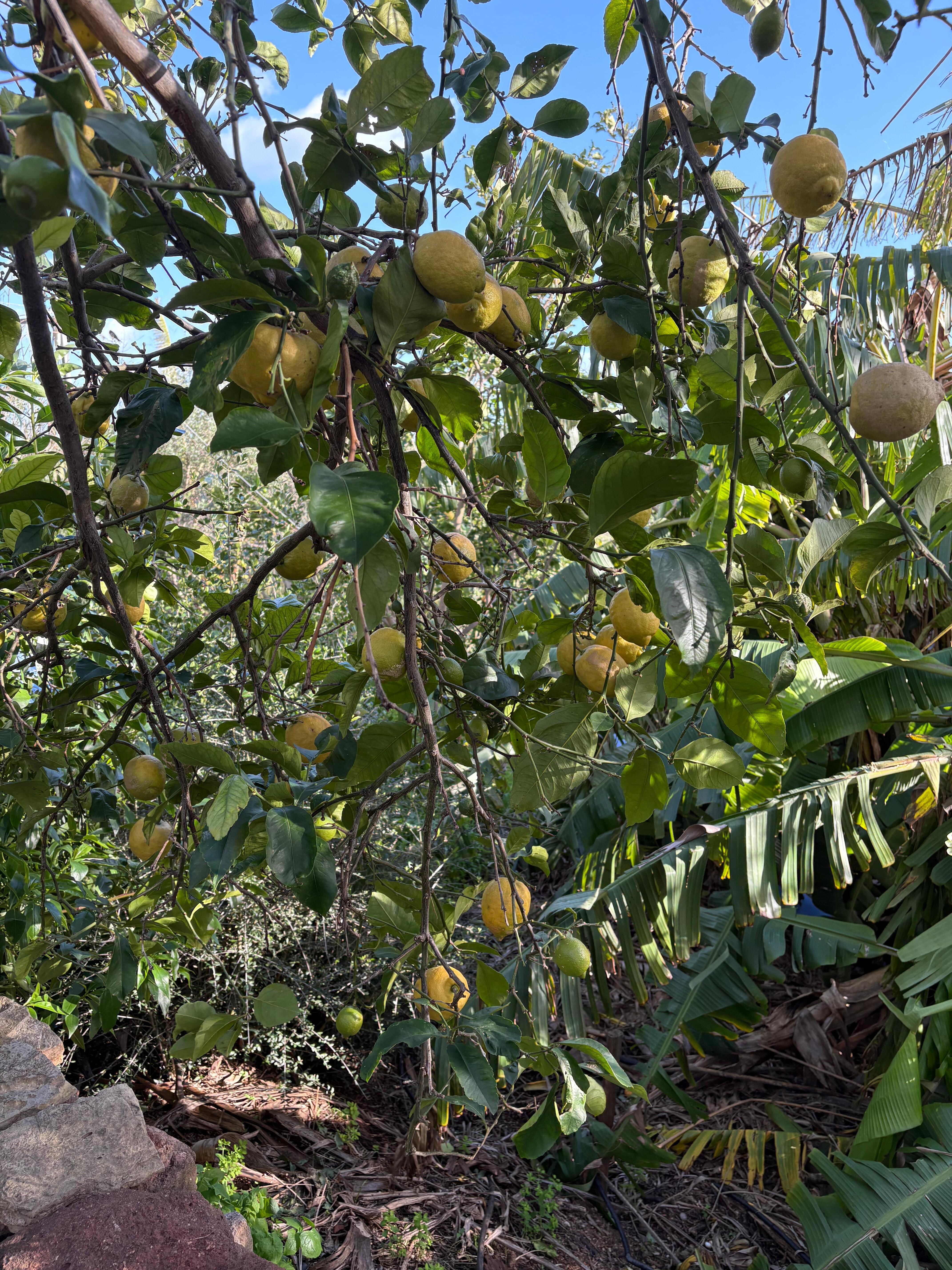 Citronträd vid verandan