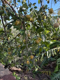 Citronträd vid verandan