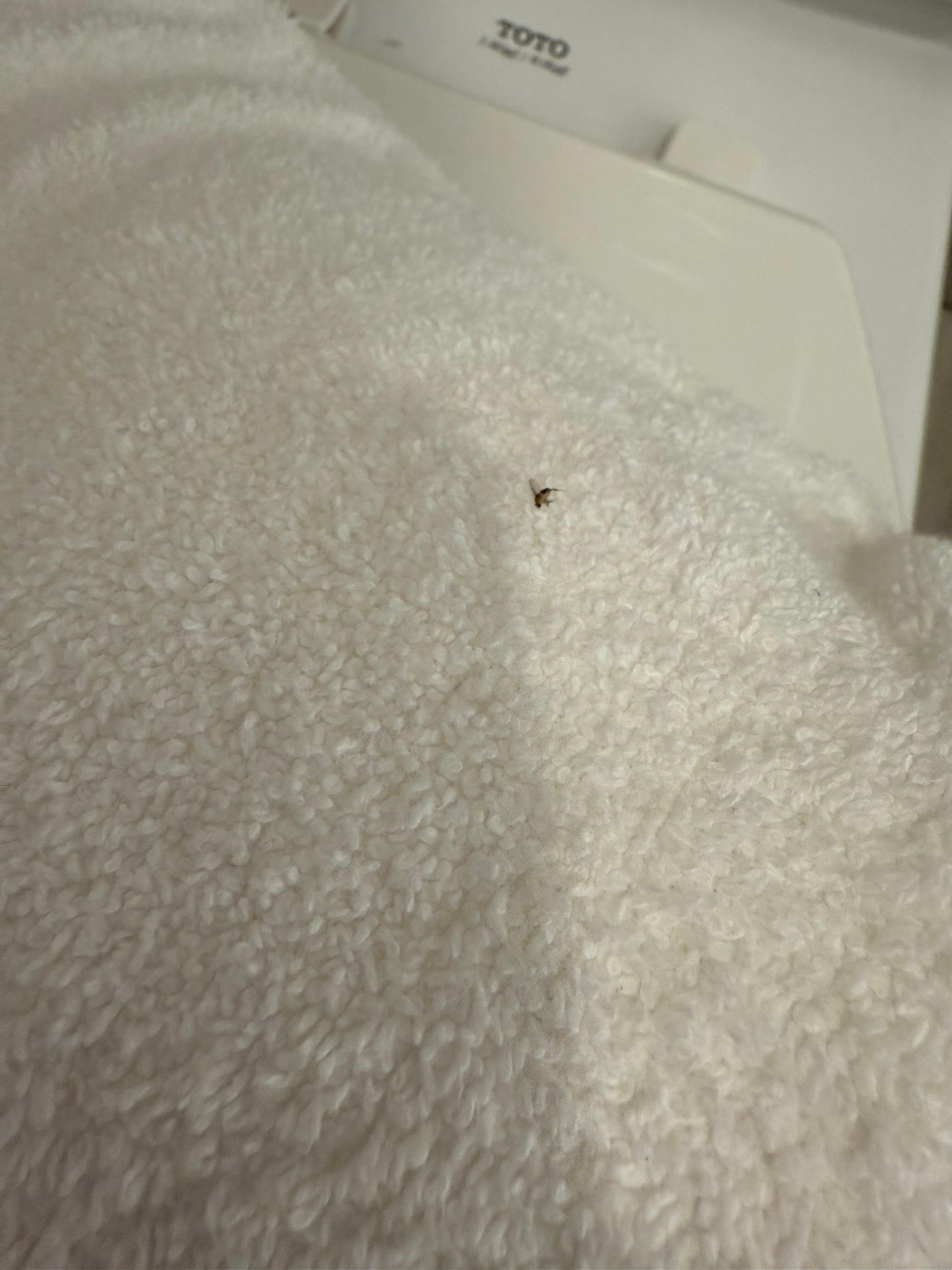 Bug in towel