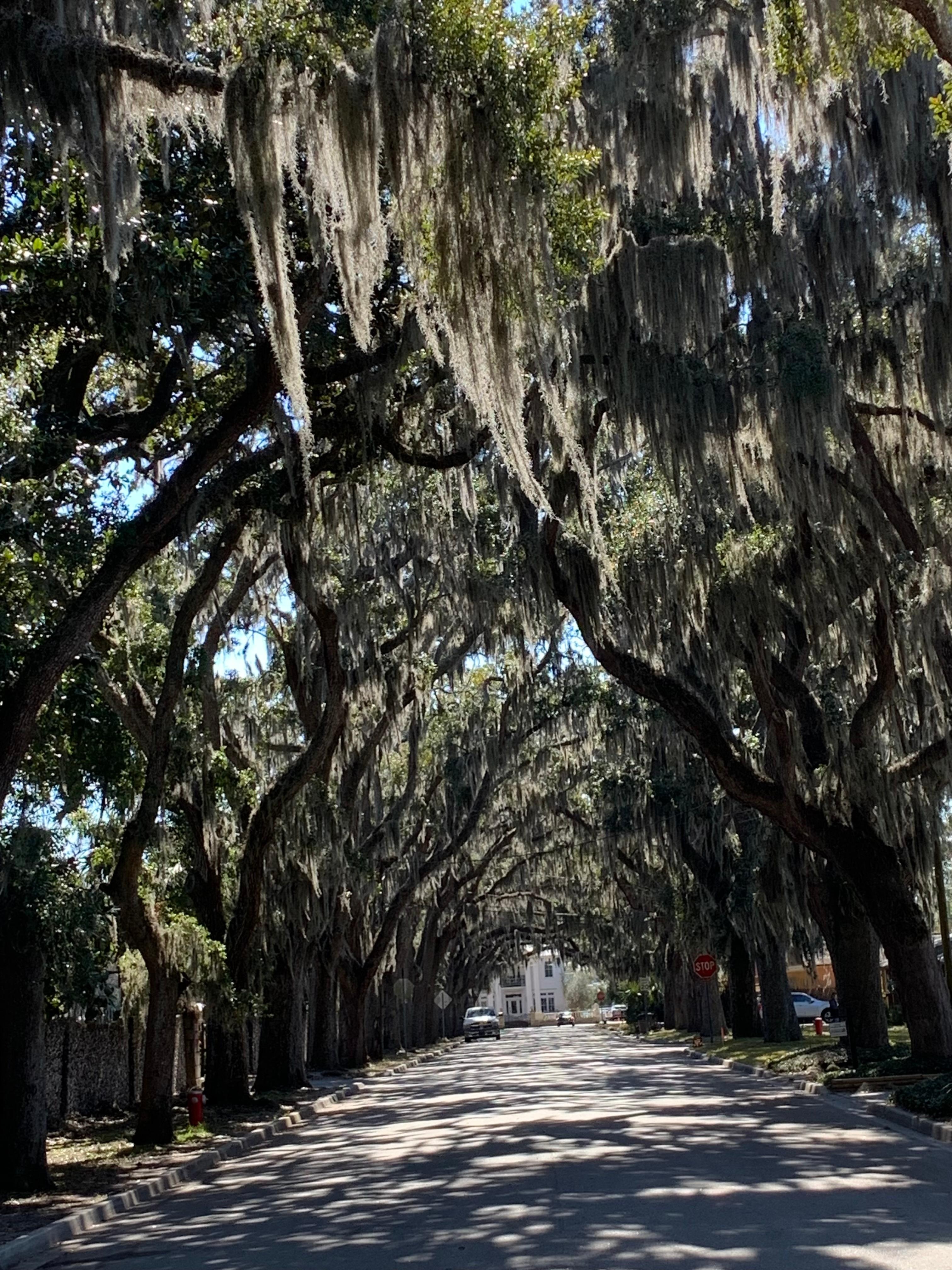 Magnolia street, road to the Fountain of Youth 