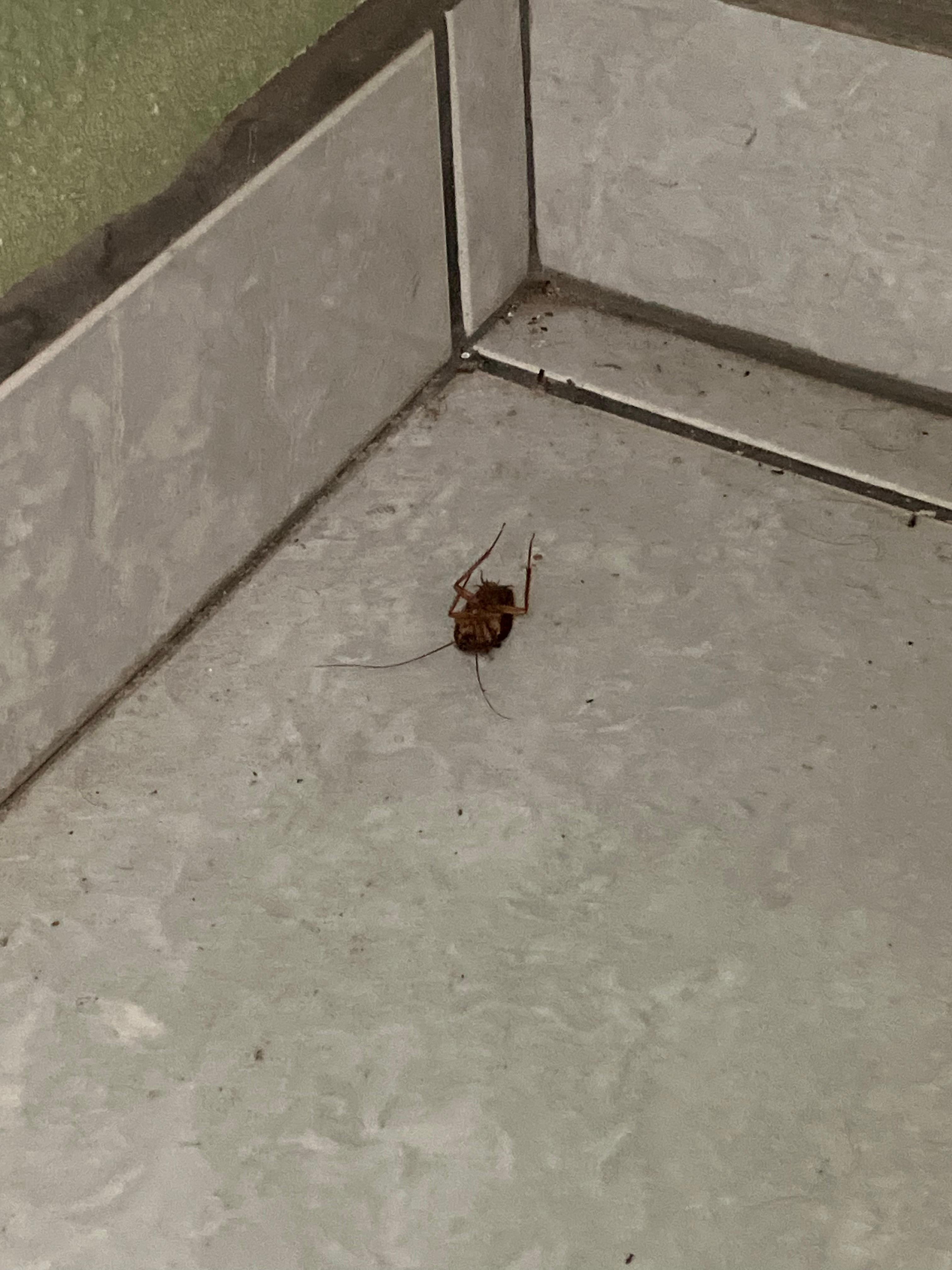 Dead Cockroach