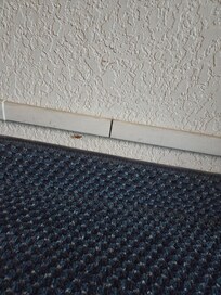 Roaches on floor by carpet
