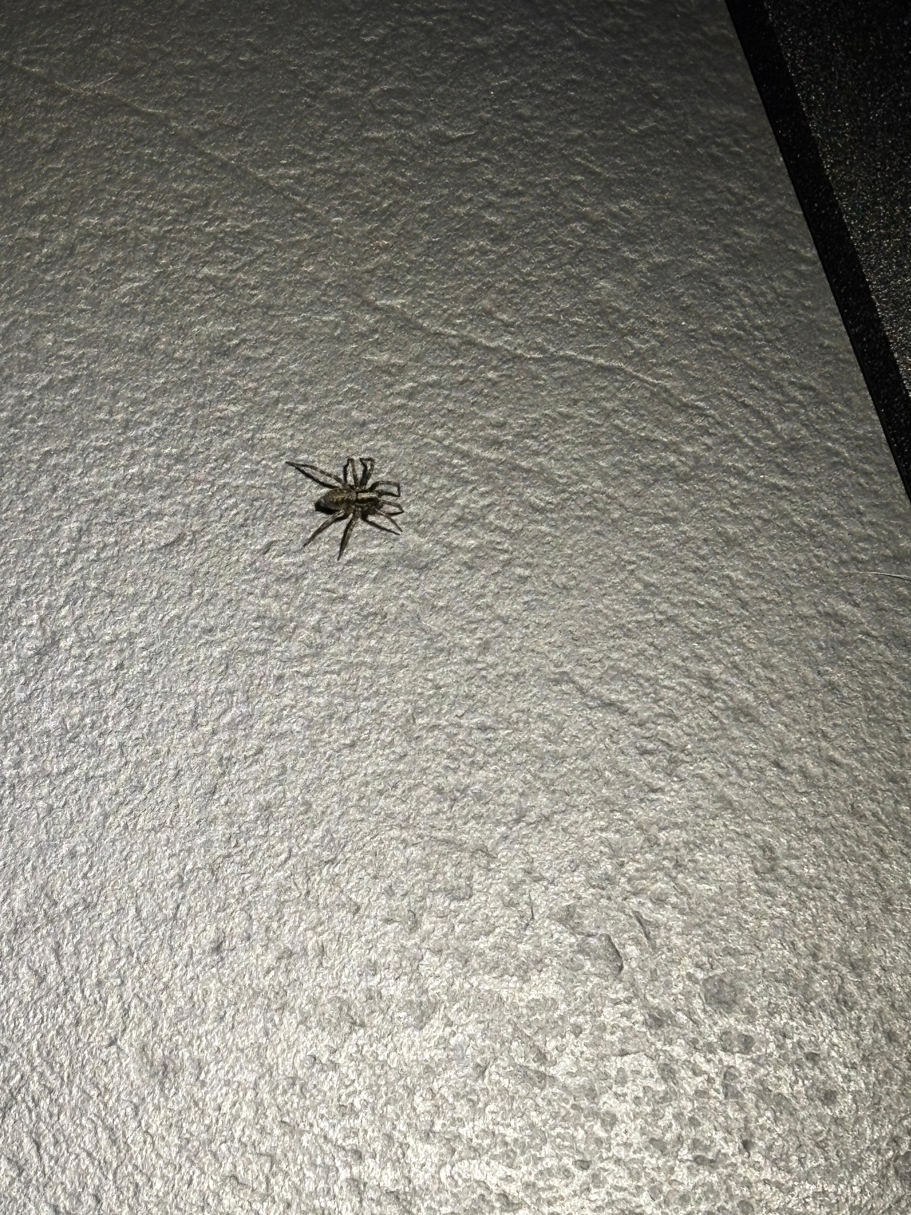 Spider