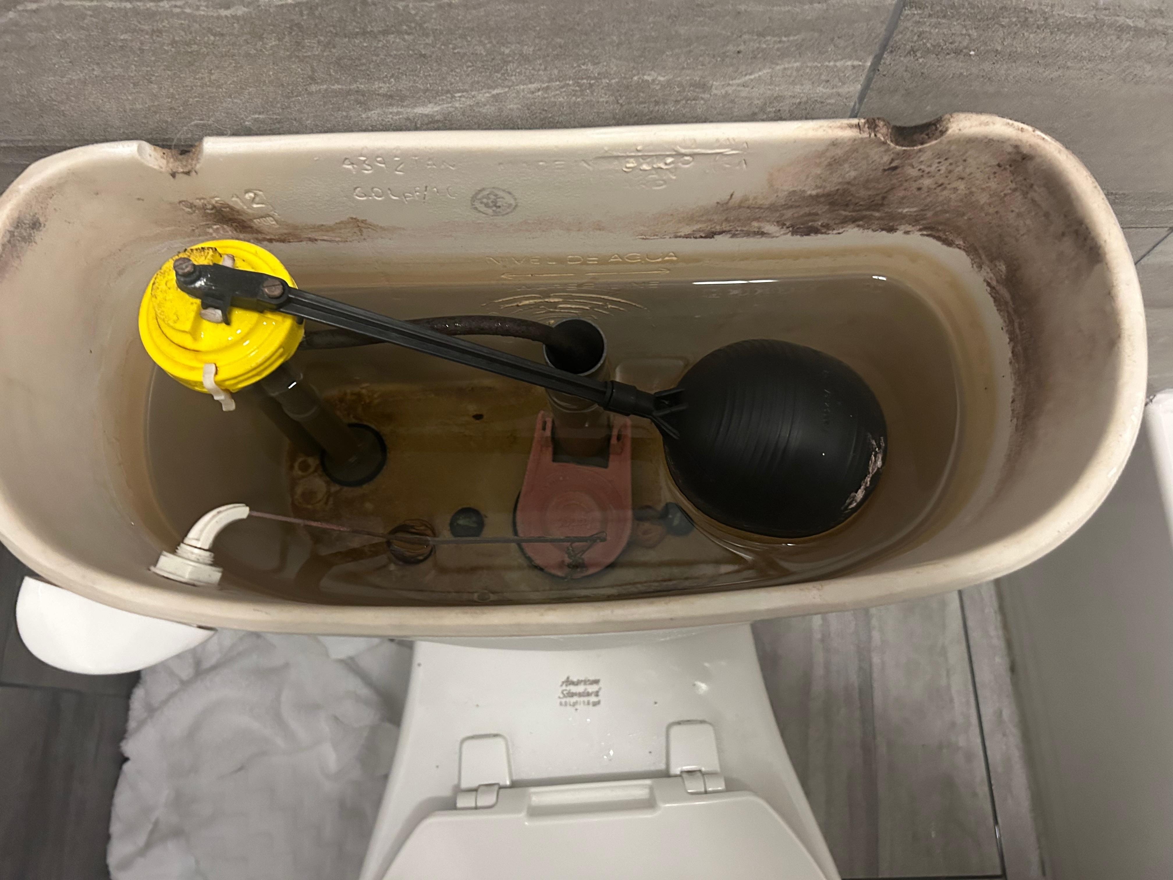 Mold in the toilet 