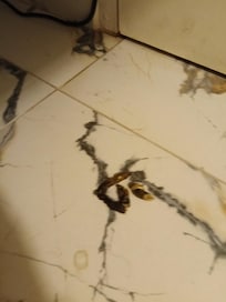 Dog shit
