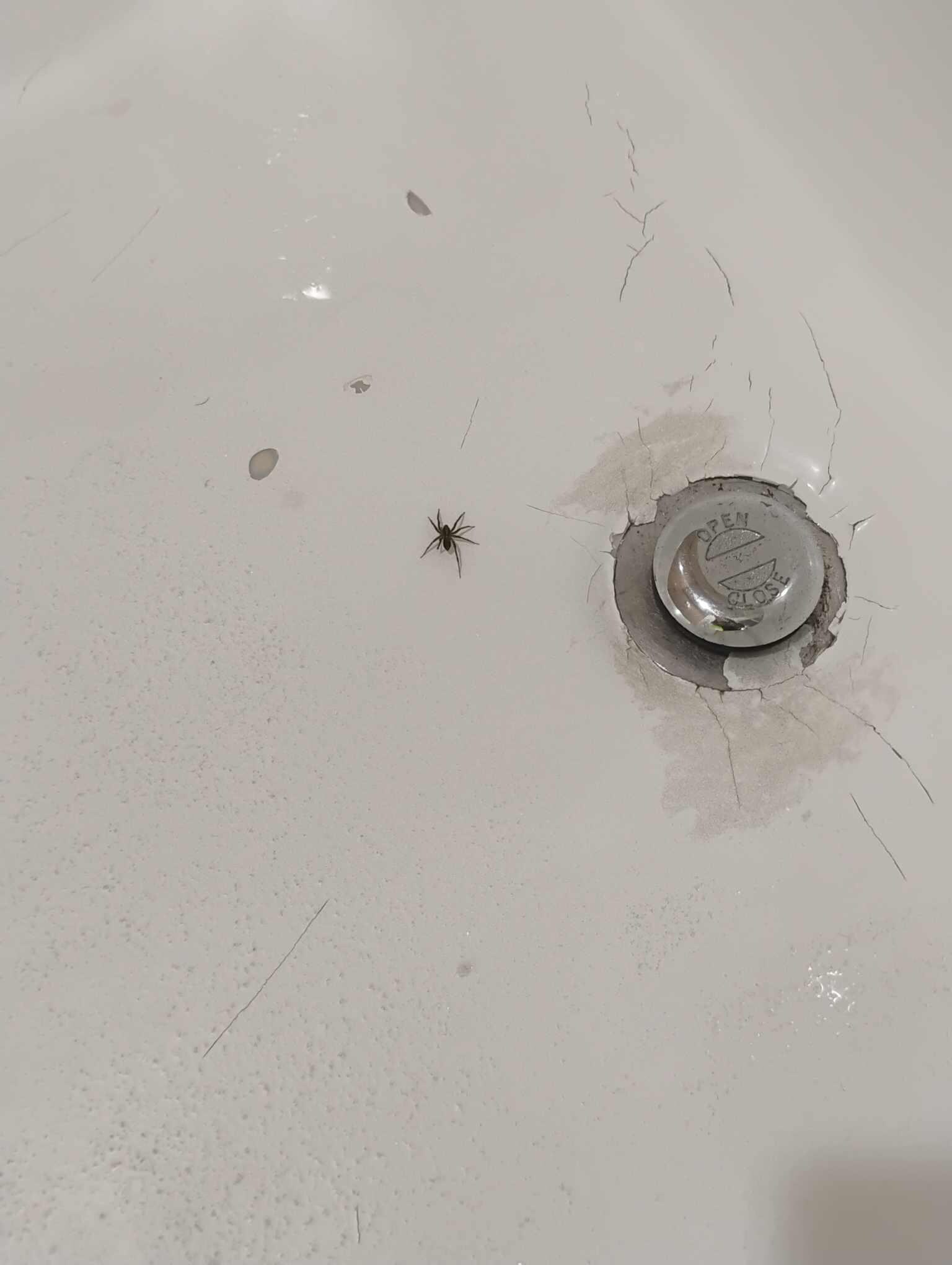 Spiders in the tub 