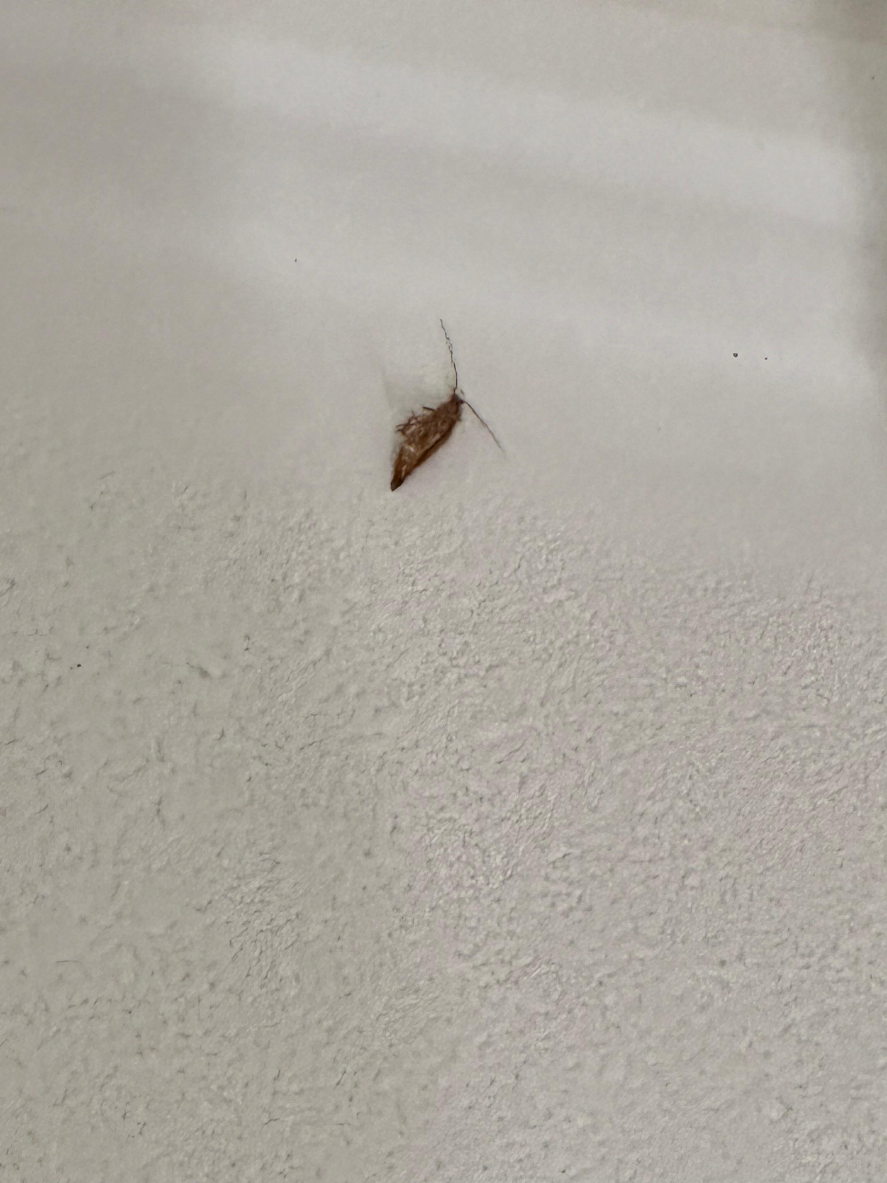 Roach in shower corner