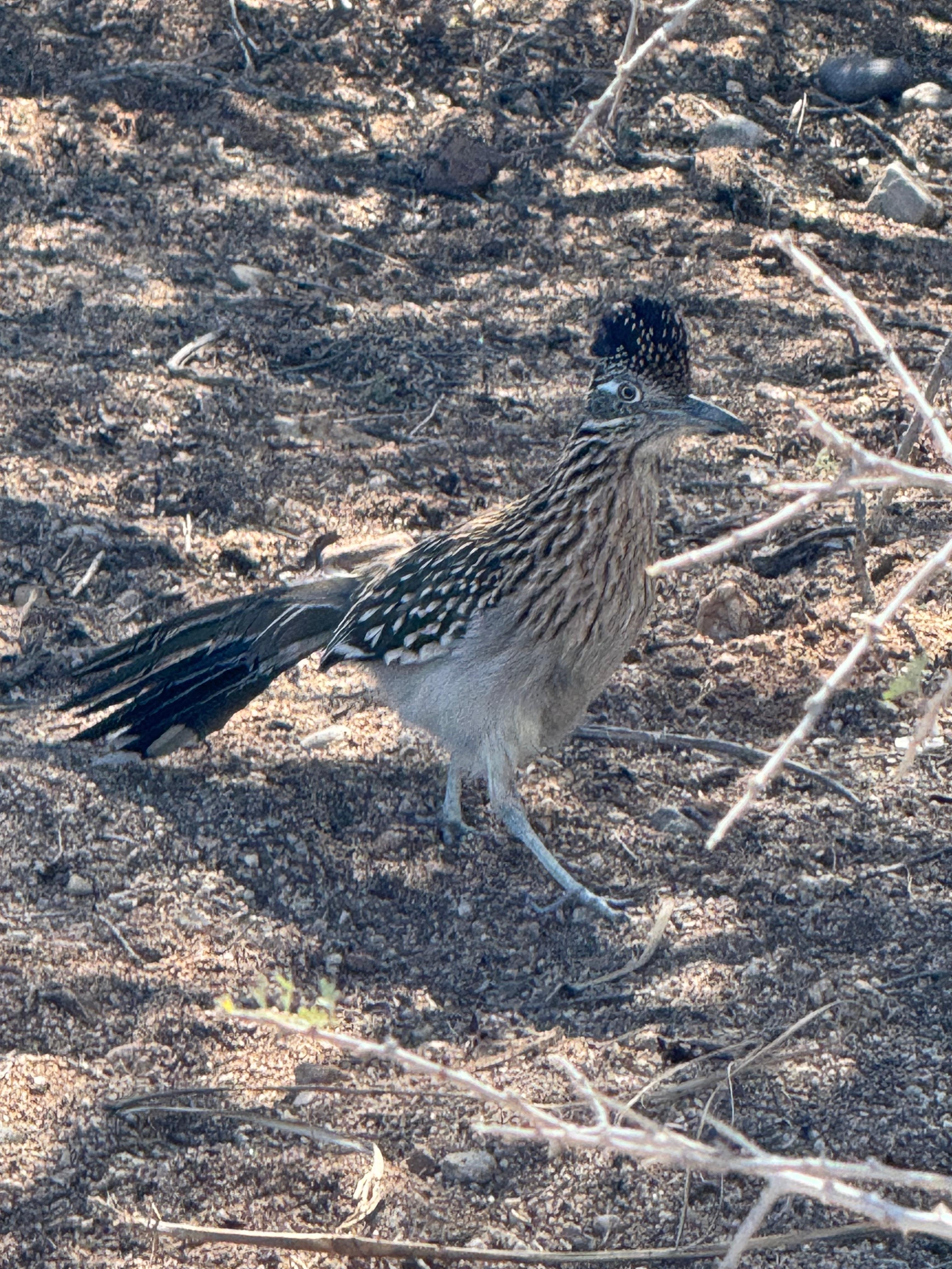 The first roadrunner I saw in Tucson