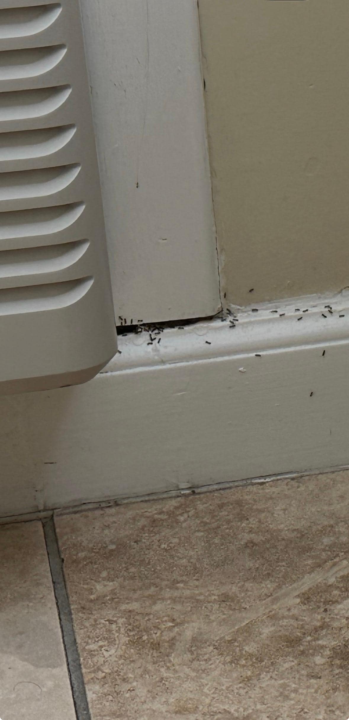 Ants coming out of the AC unit 