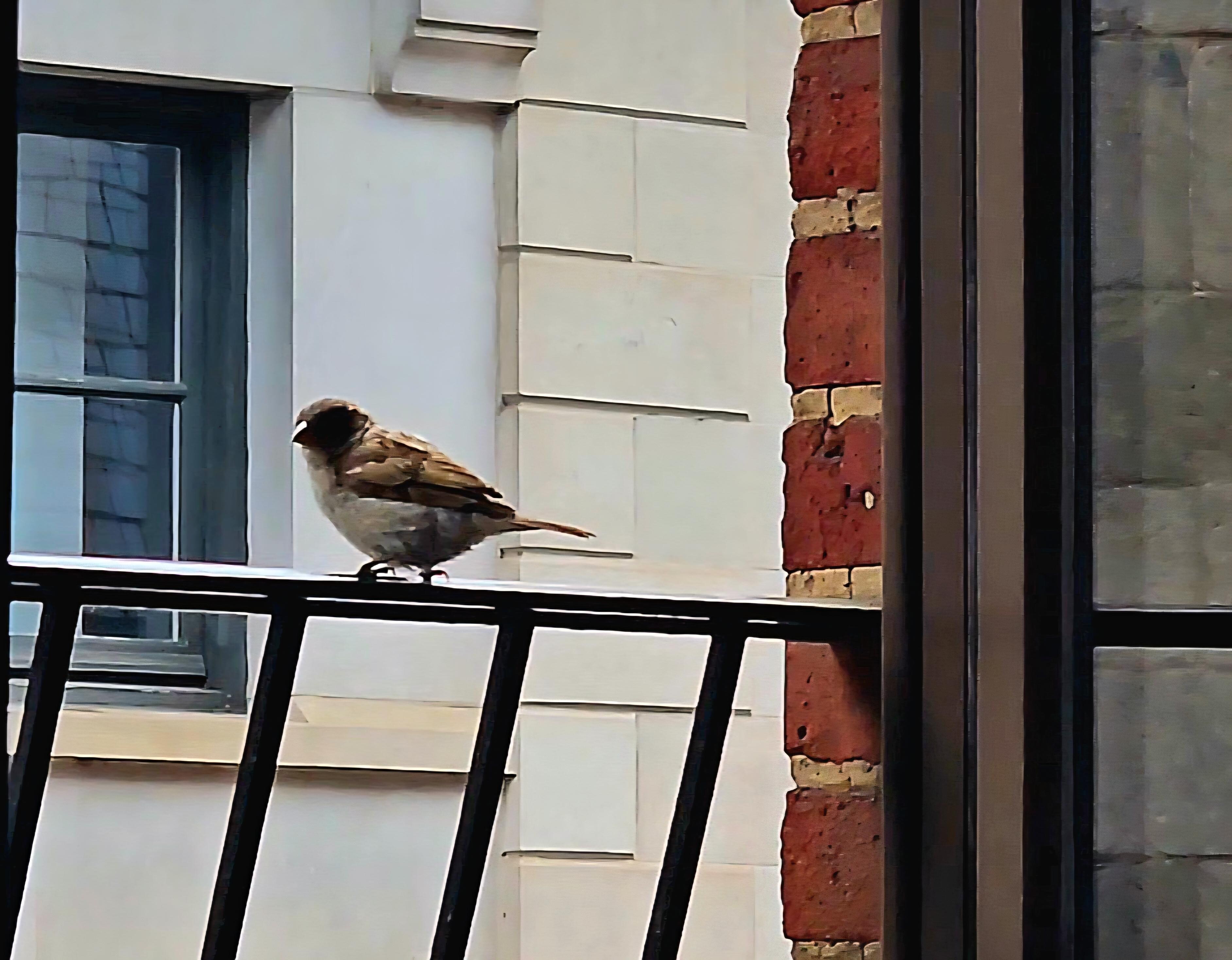 A visit from the locals every morning at our window.