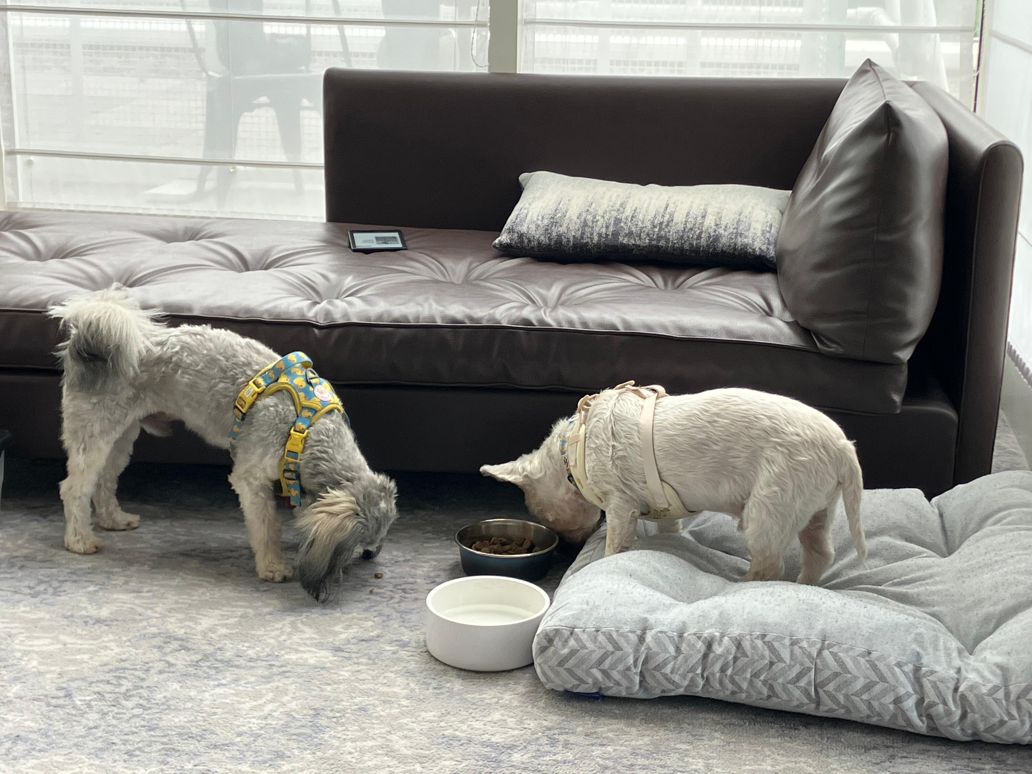 Henry and Bertie enjoying dinner in our room 