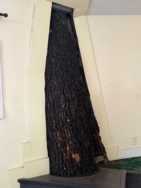 Tree inside restaurant.