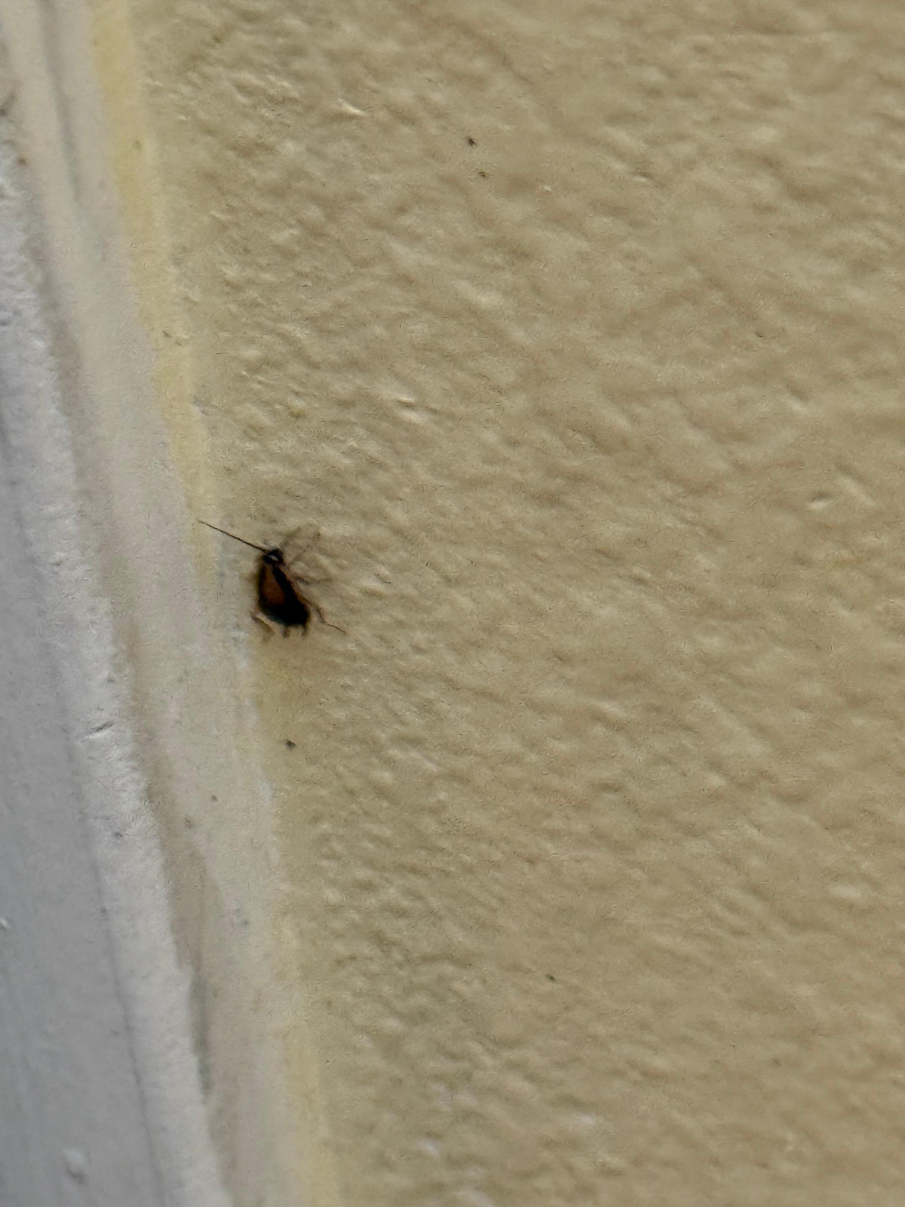 Bugs on the walls