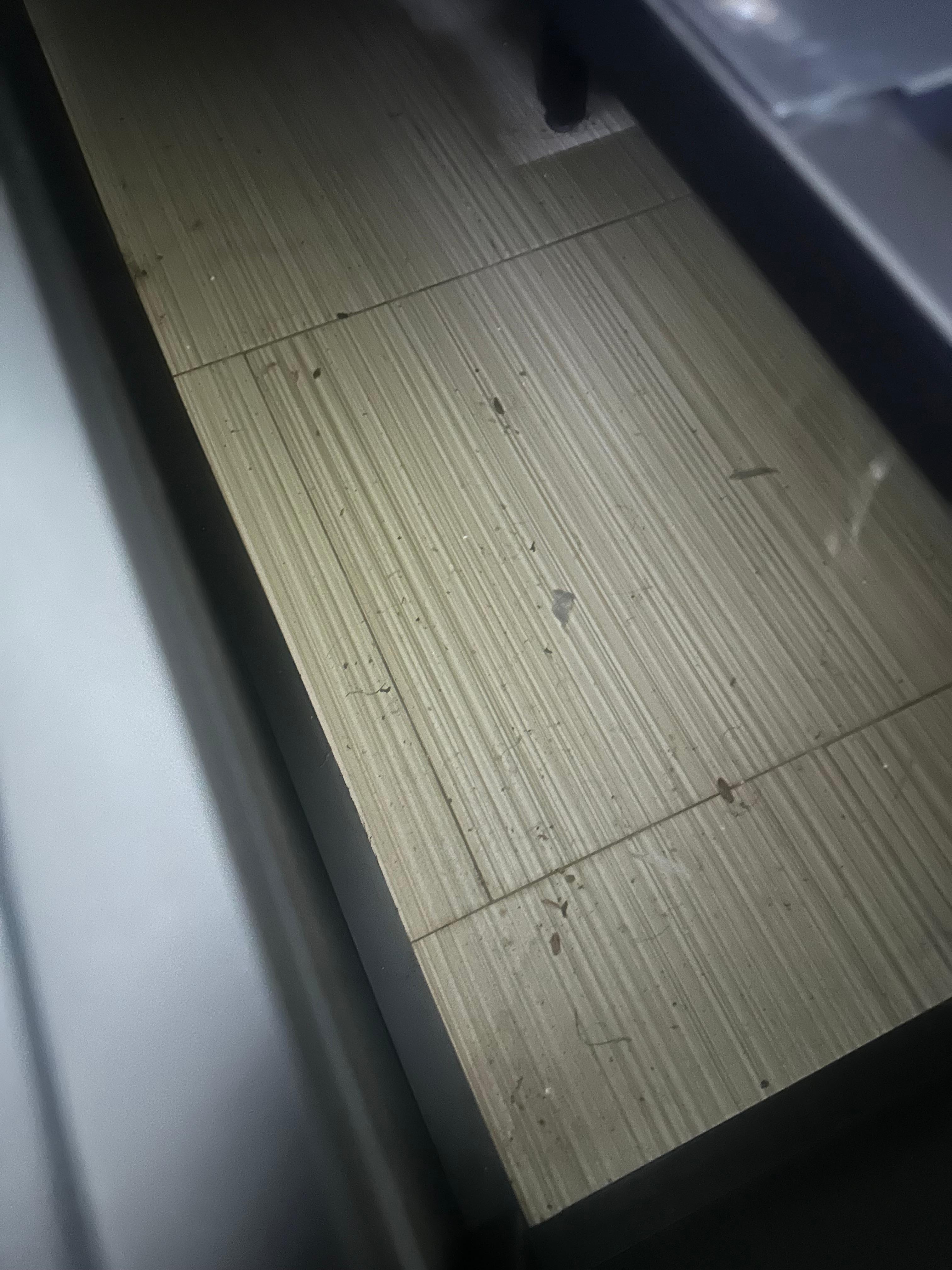 Bug carcasses under the bed 