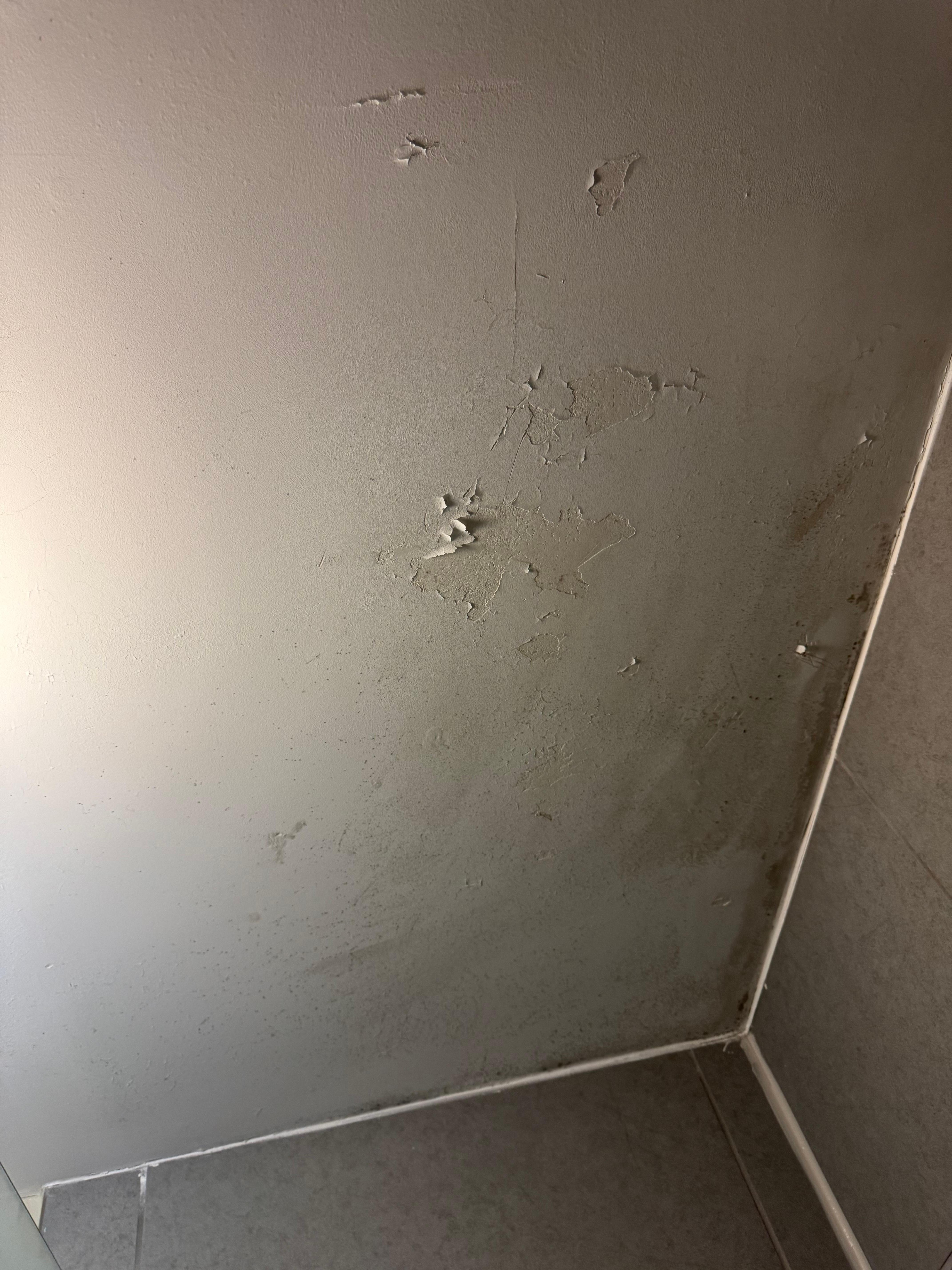 Ceiling in the bathroom covered in mold/mildew 