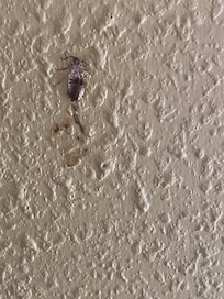 Roach had to kill