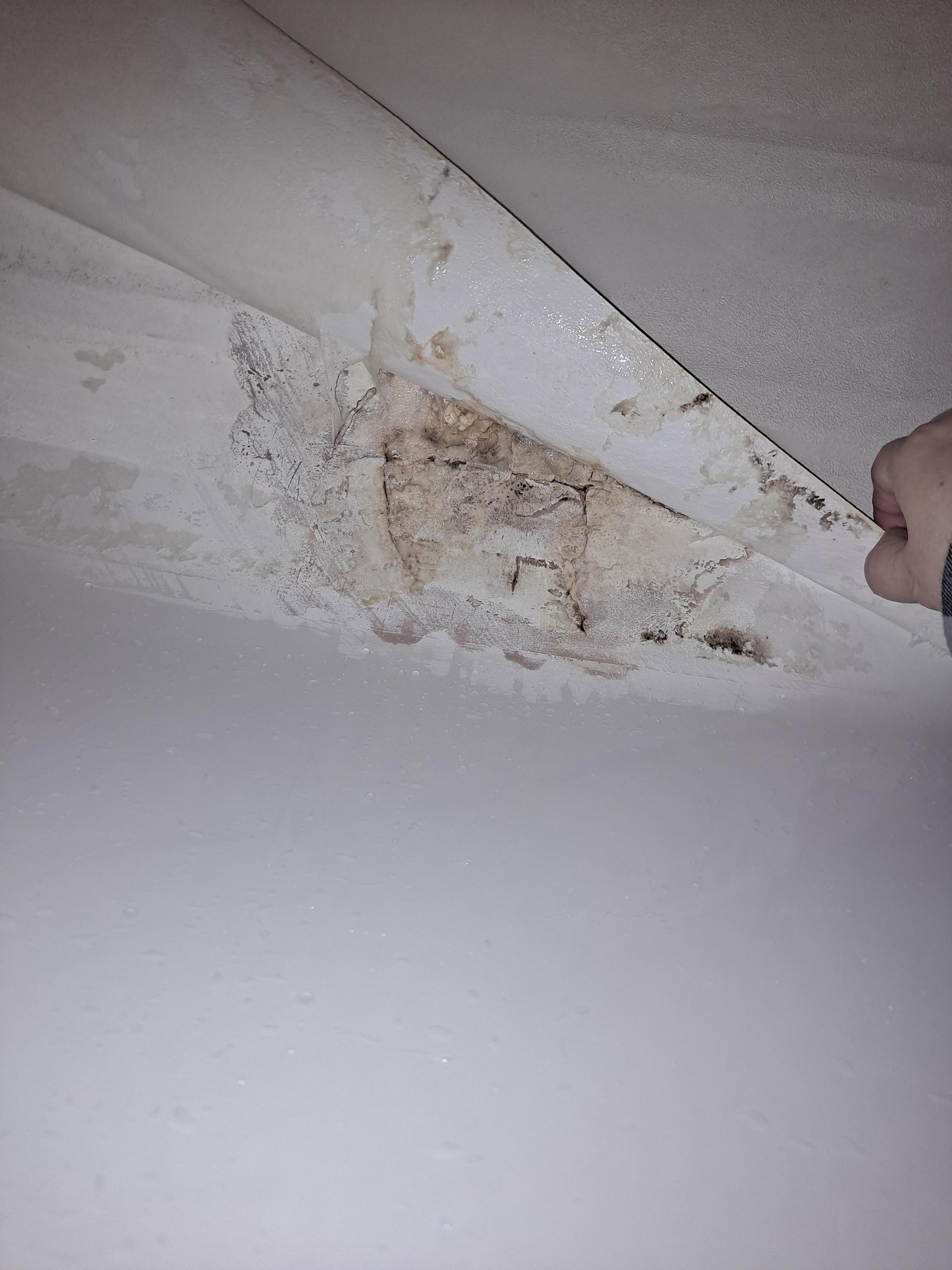 Part of patch that was coming up. Moldy and gross