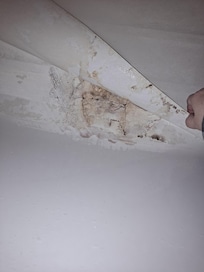 Part of patch that was coming up. Moldy and gross