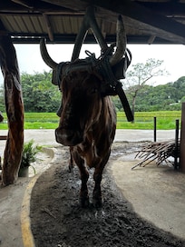 Ox milling sugar cane