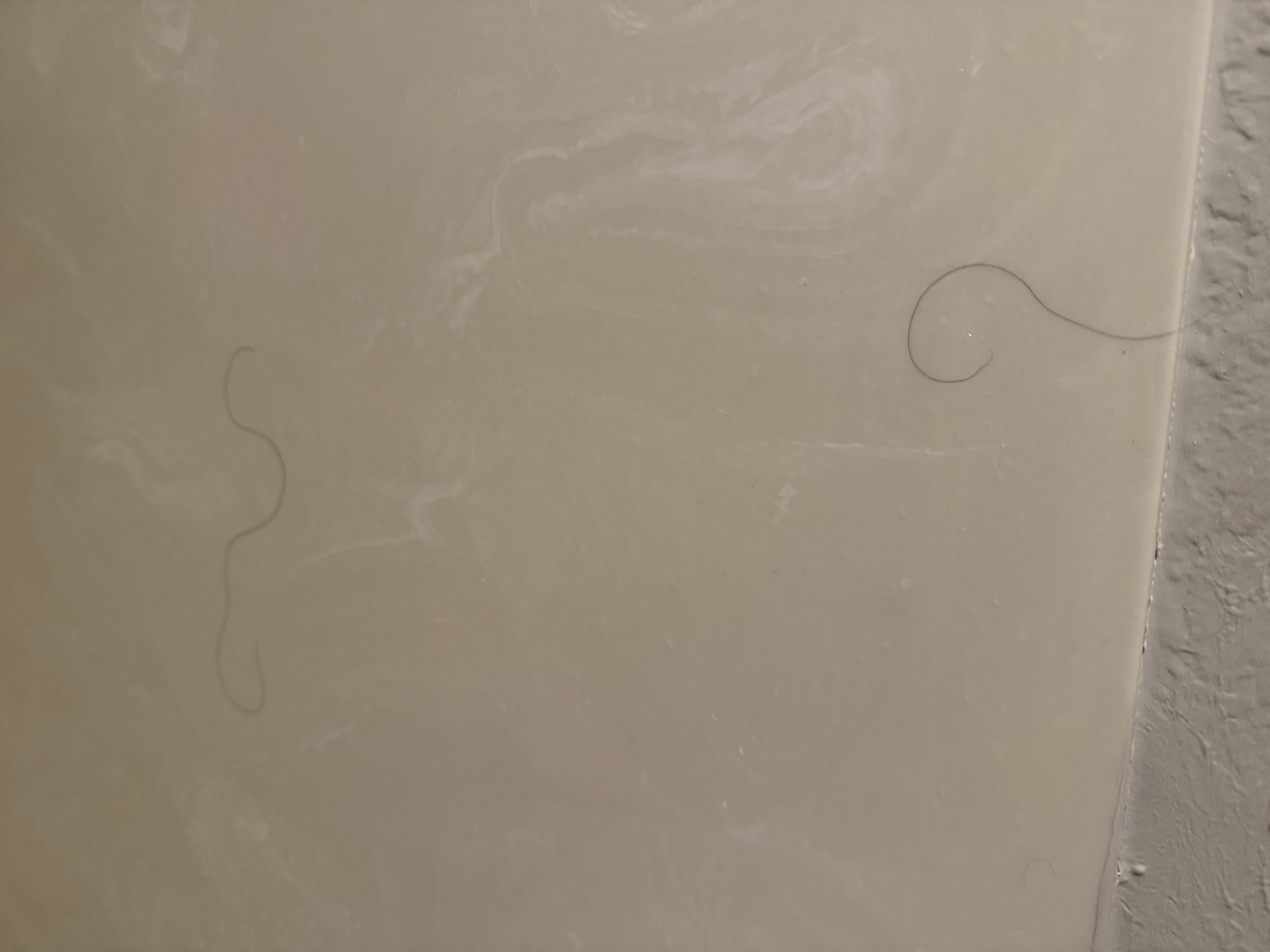 Hair on shower walls from previous guest..