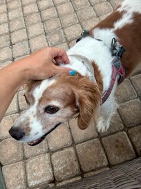 Bruno the house dog!