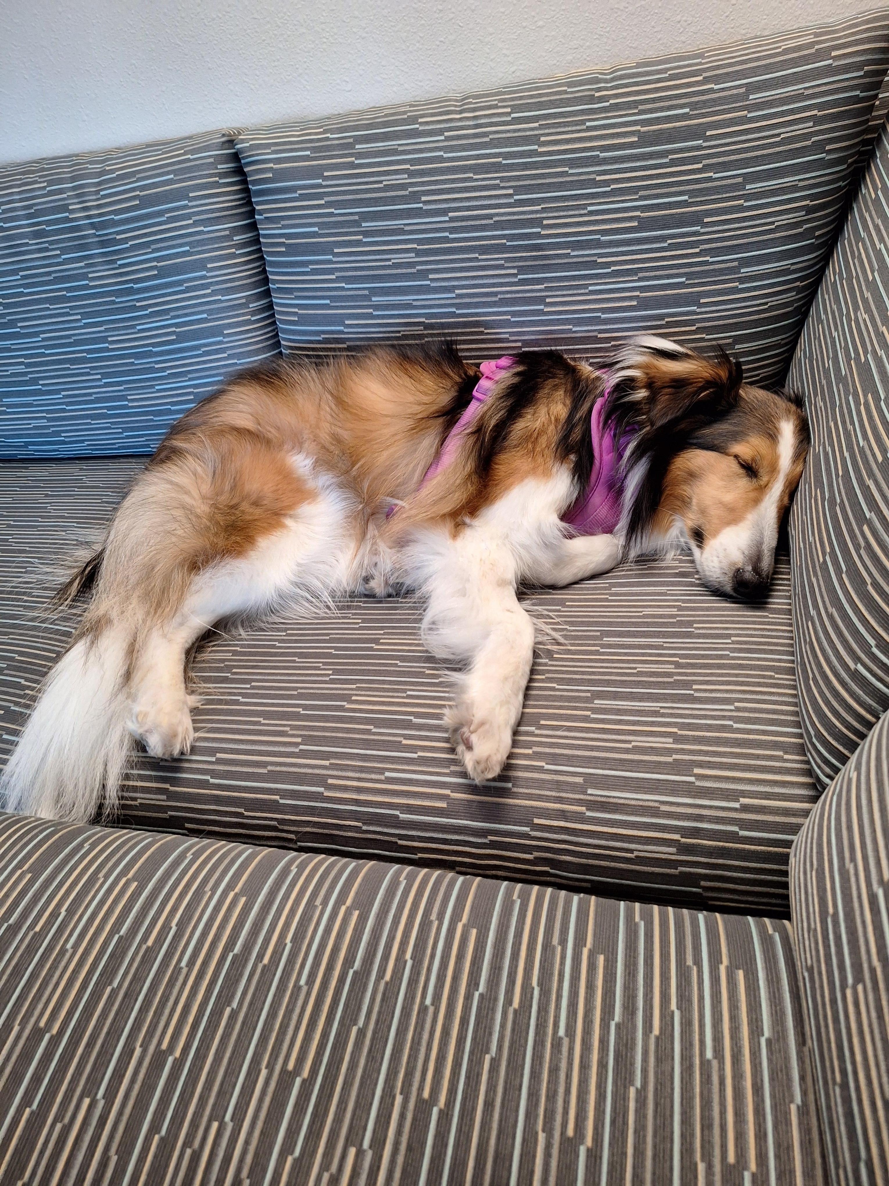 Nellie loved your pet friendly sofa