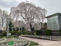 盛岡城址公園の桜