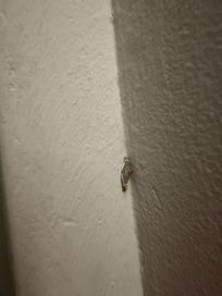 Mottenlarven, grobe Hygienemängel