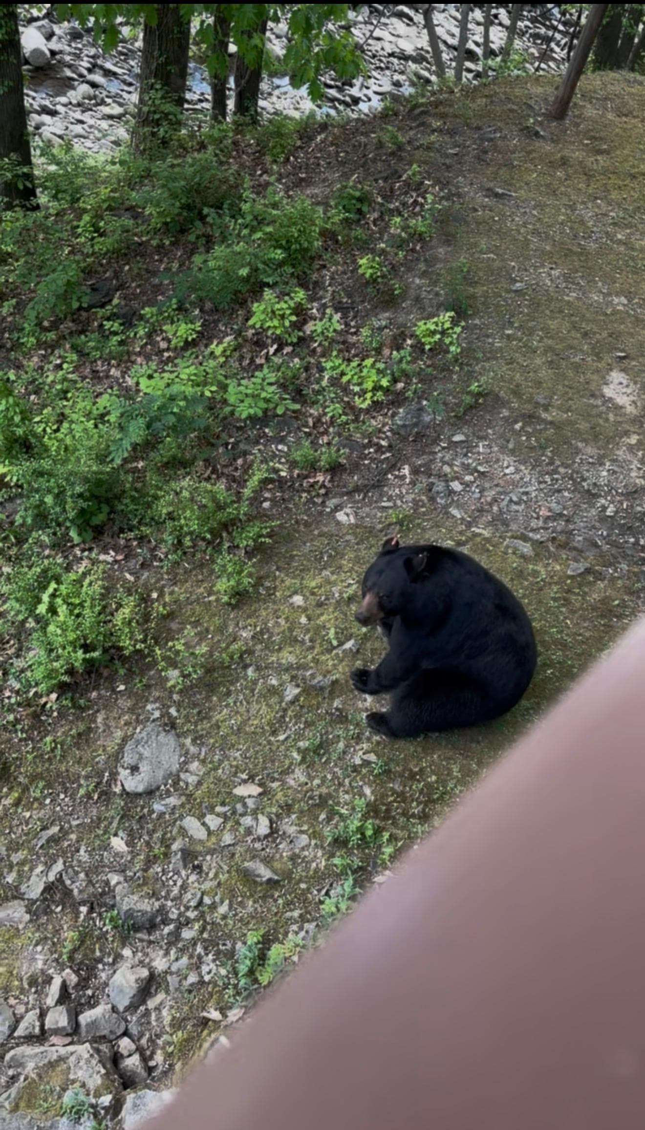 Bear outside our balcony. 
