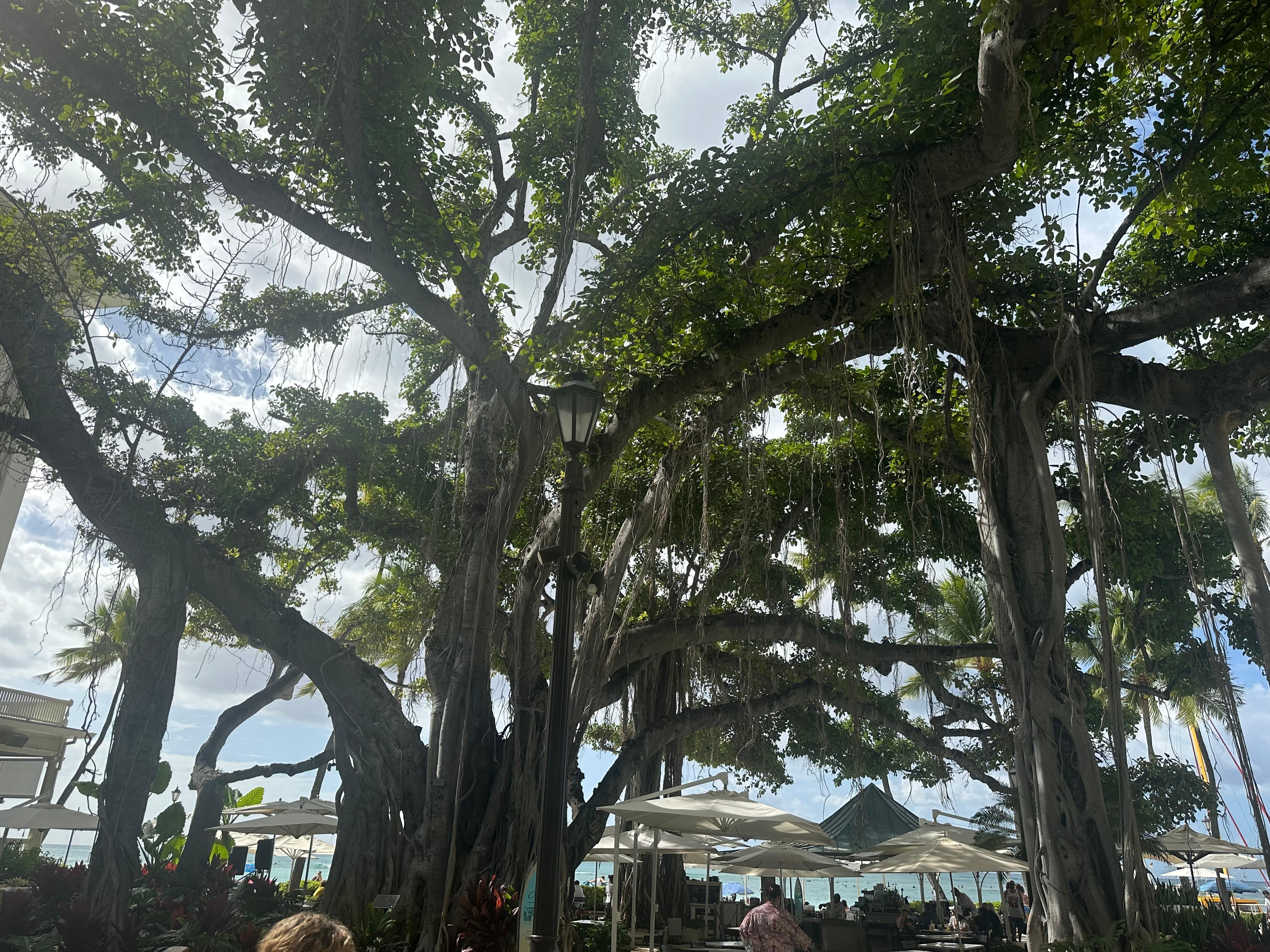 Beautiful Banyan tree