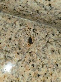 This nasty bug is smashed on the bathroom counter.... so smashed it looks like it could be part of it! What are these things??