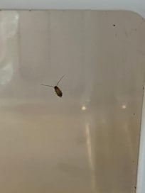 this was in the refrigerator after the the cleaning lady was sent to “poison the roaches”