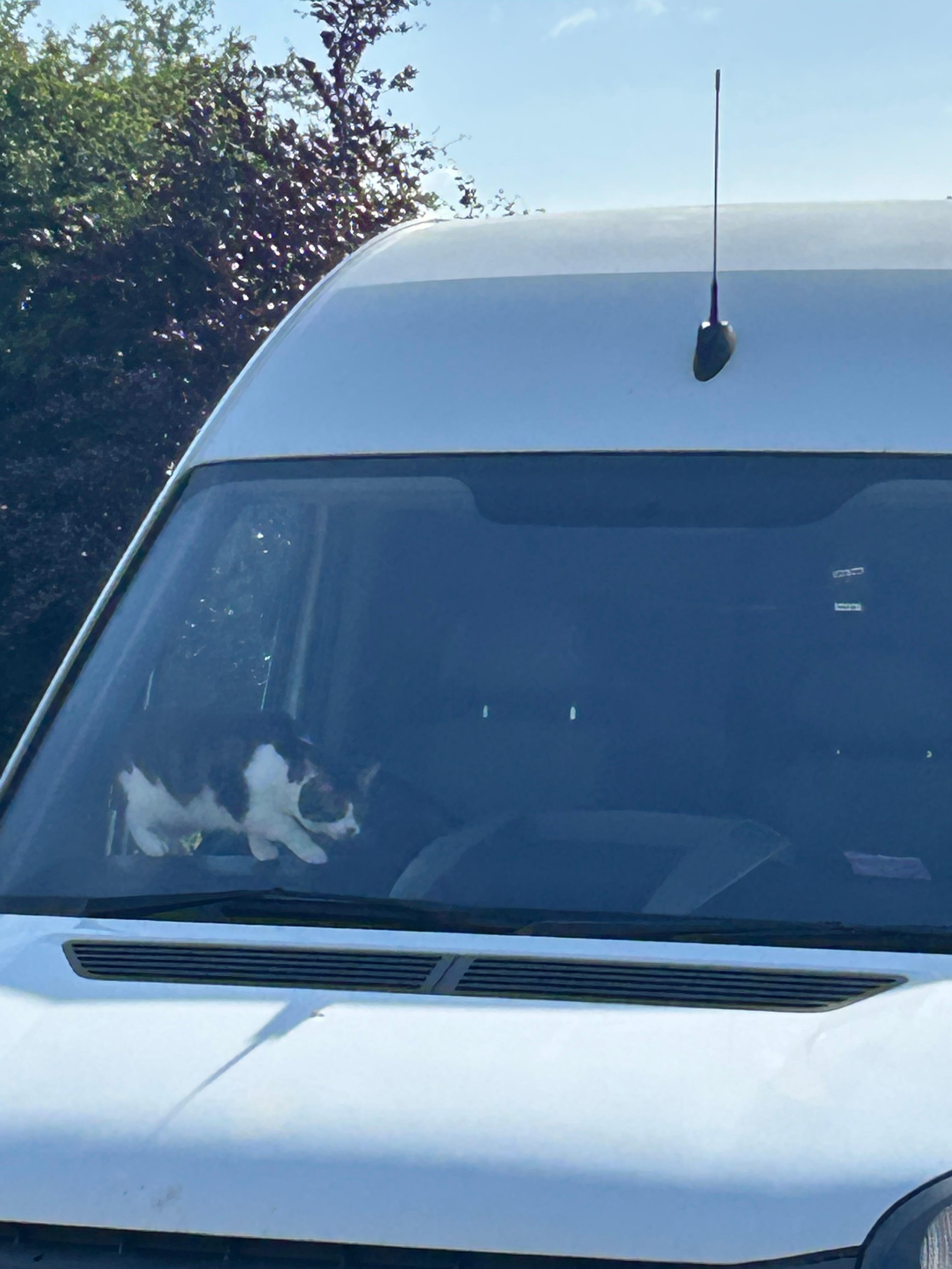 Animal locked in Van and reported to the police and RSPCA