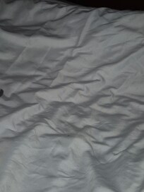 Took picture of the flea on the bed!