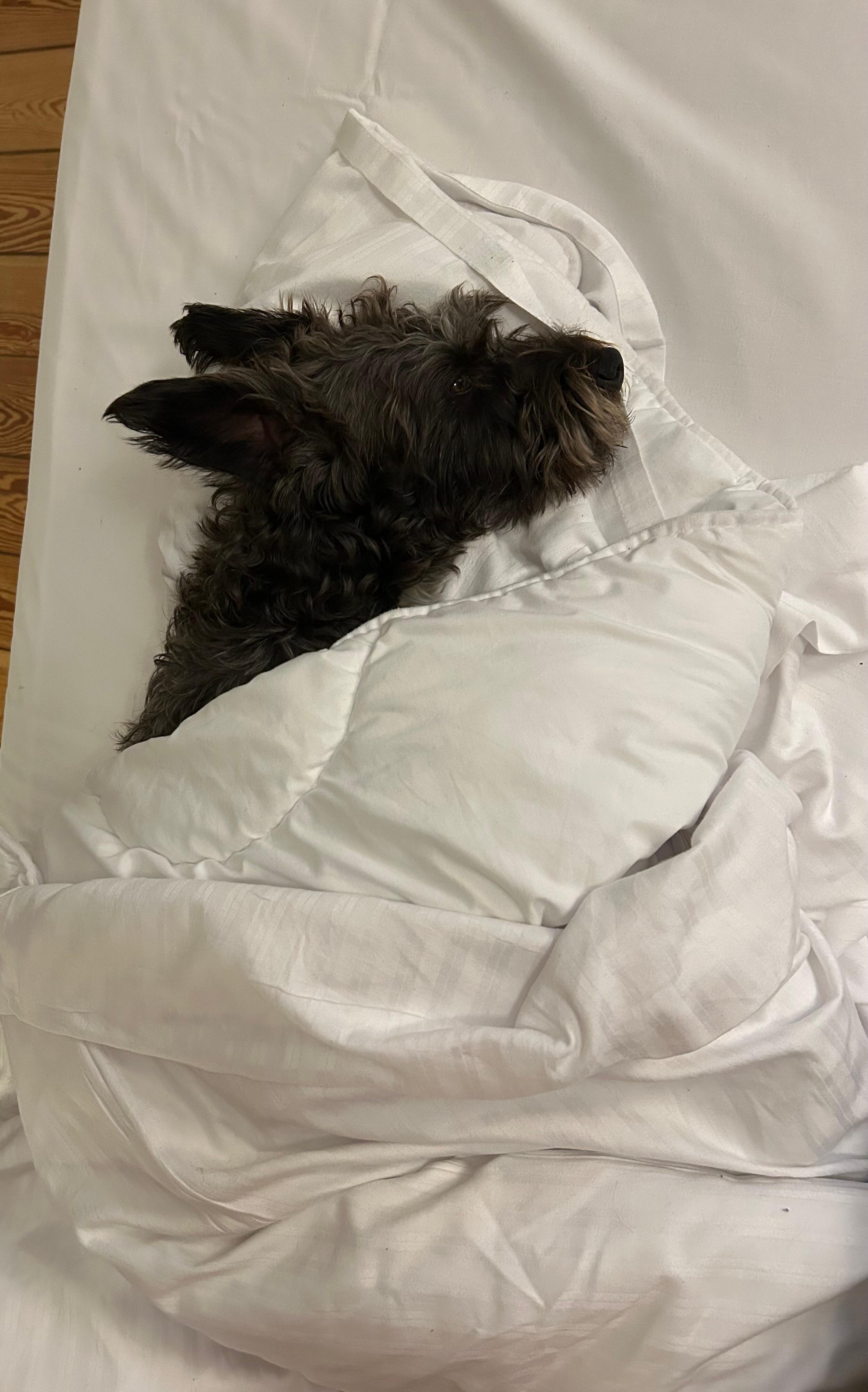 Vår hund trivdes även han perfekt 🤗